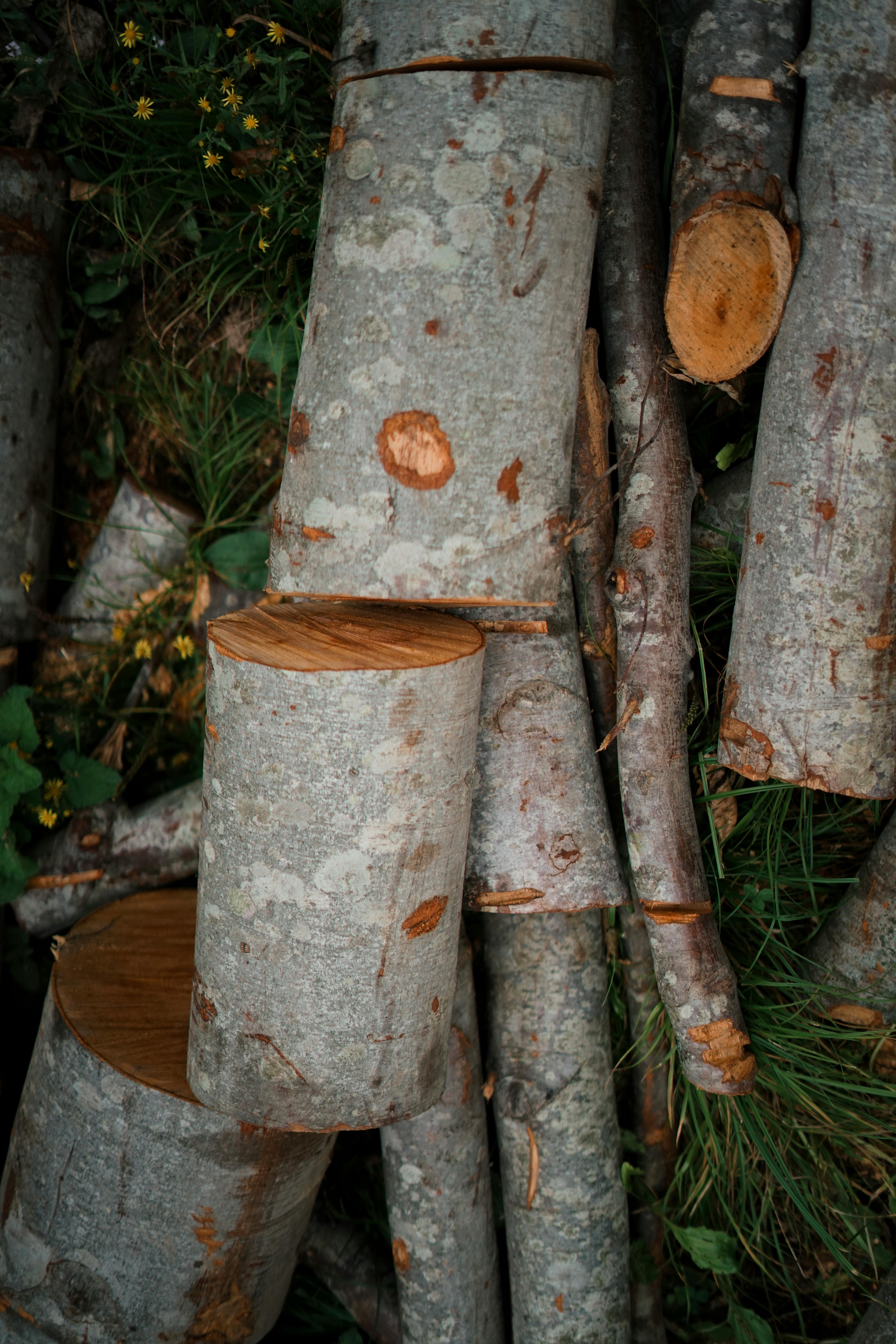 A pile of logs with a tree stump in the middle · Free Stock Photo
