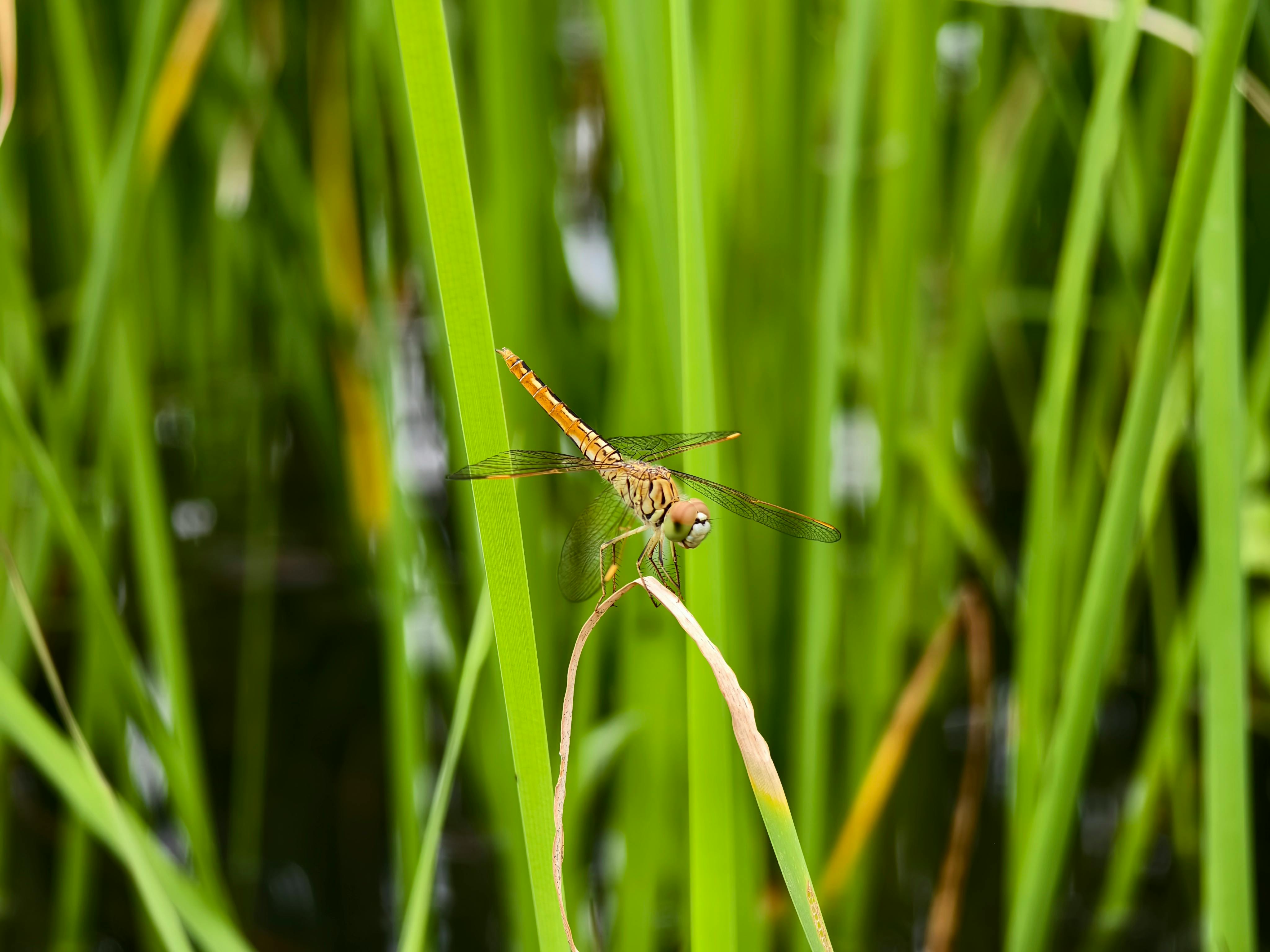Garuda - Photography