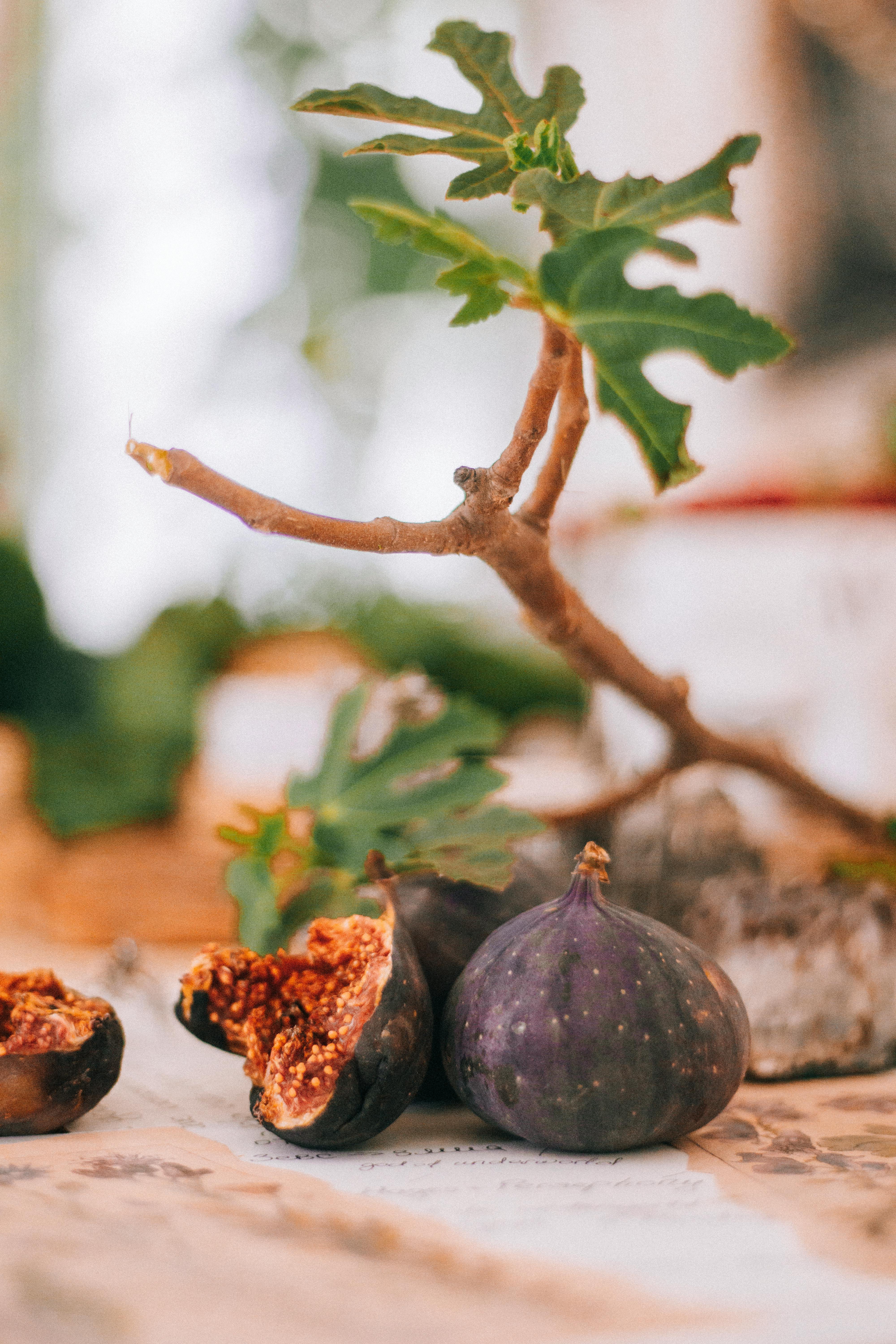 Fig Tree Photos, Download The BEST Free Fig Tree Stock Photos & HD Images