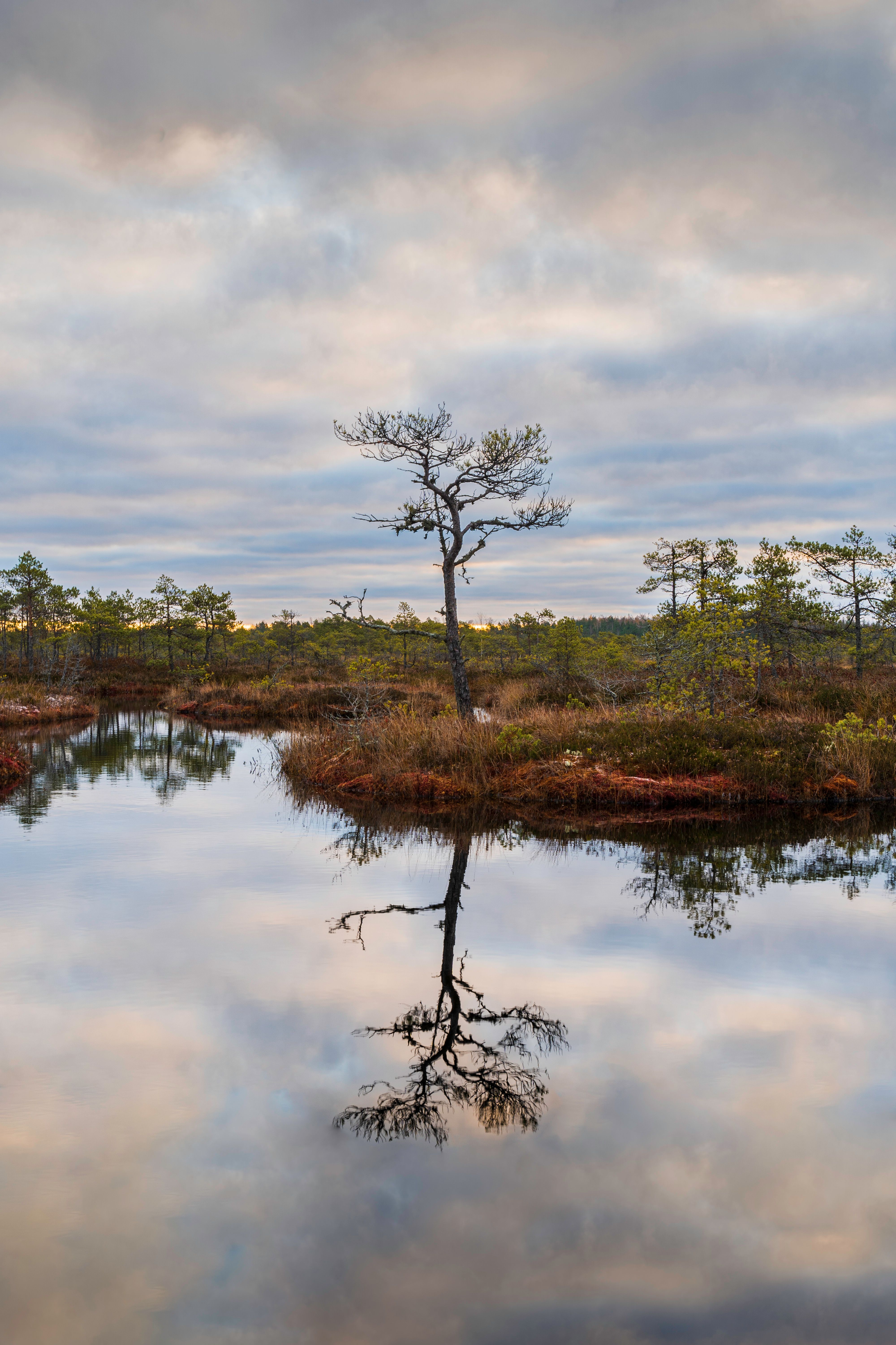 bog lake 002 · Free Stock Photo