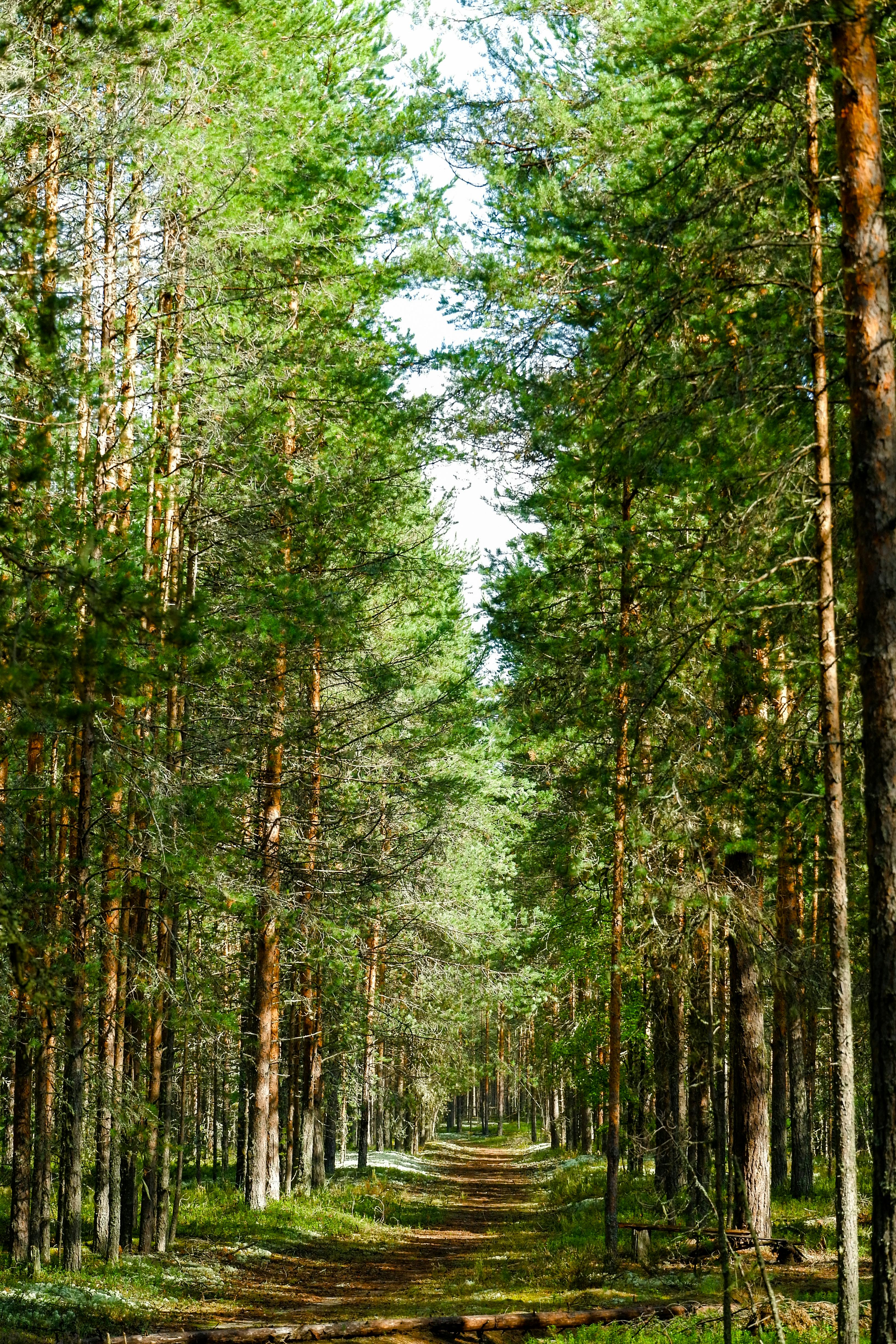 Pathway Surrounding by Trees · Free Stock Photo