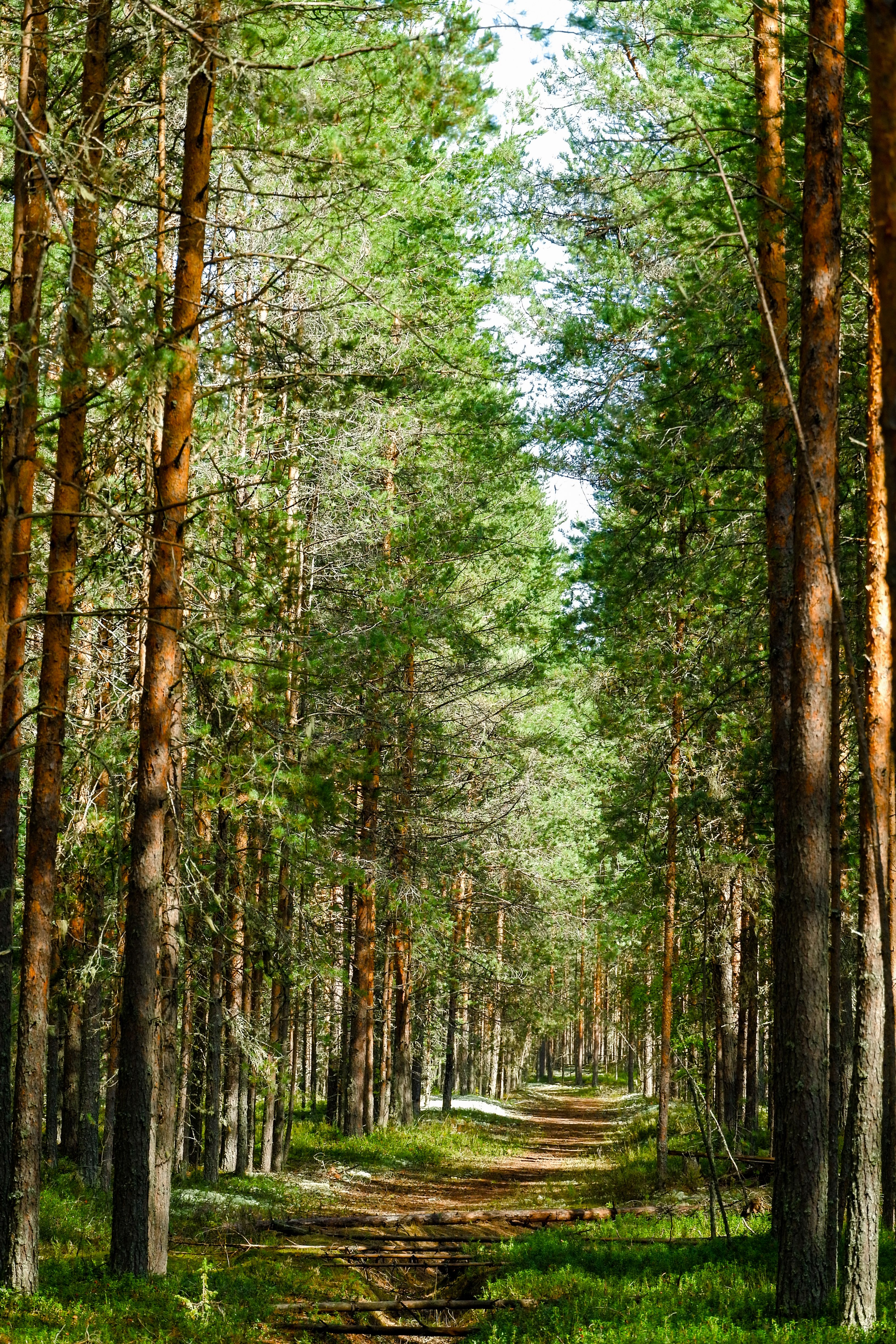 A path through a forest with tall trees · Free Stock Photo