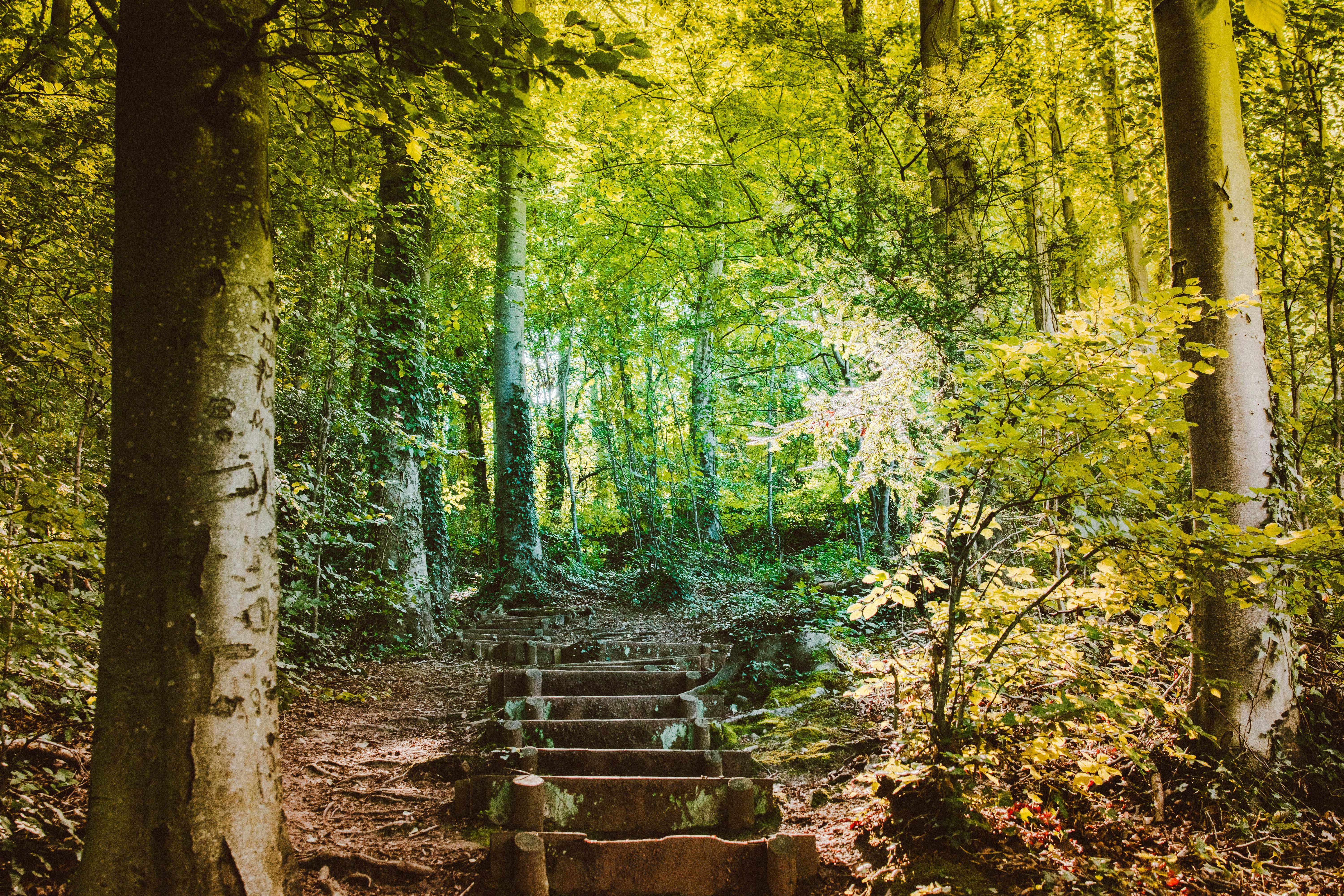 Forest With Concrete Steps · Free Stock Photo