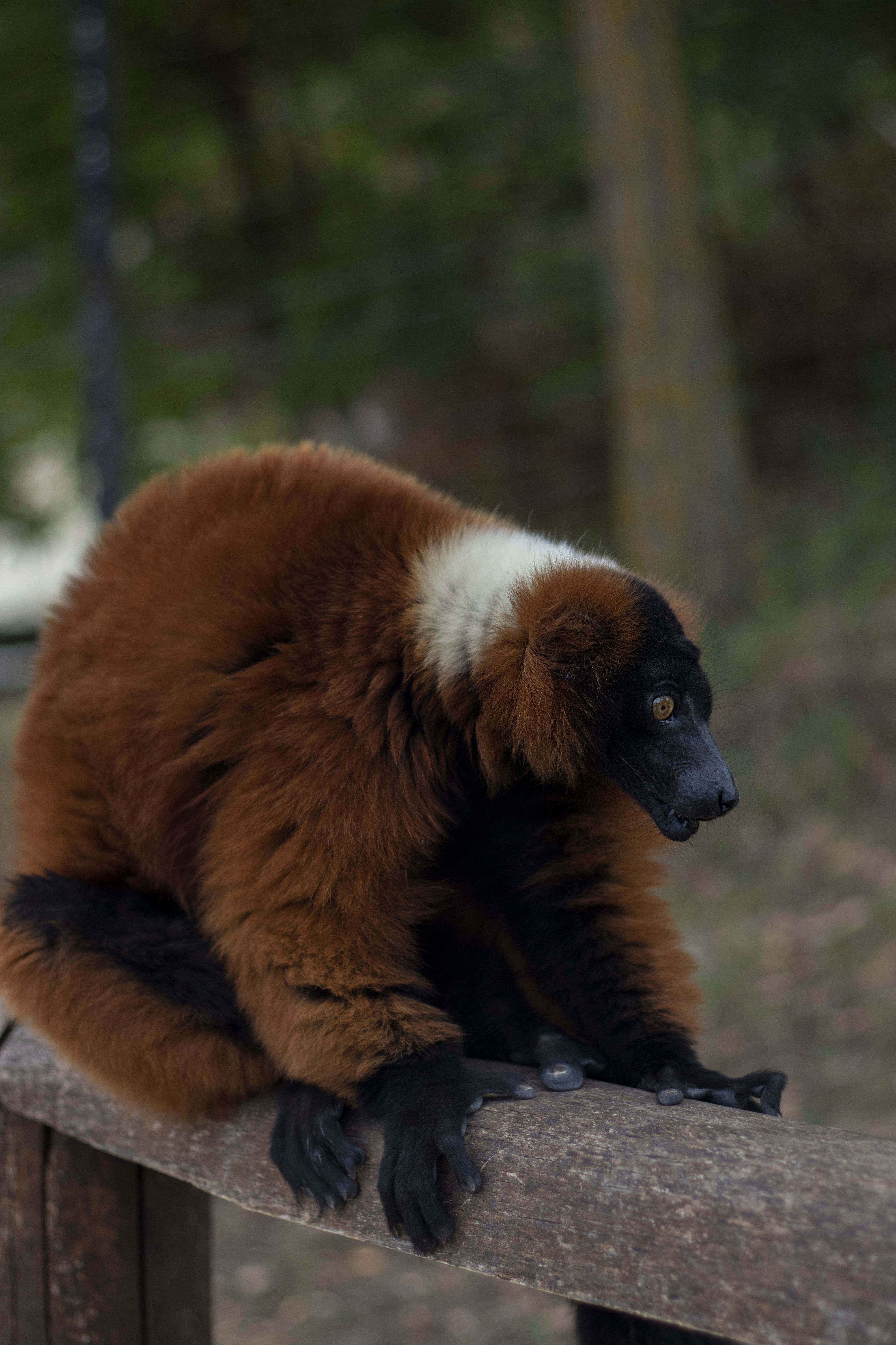 Leaping+Lemur+Youtuber+Face Photos, Download The BEST Free Leaping ...