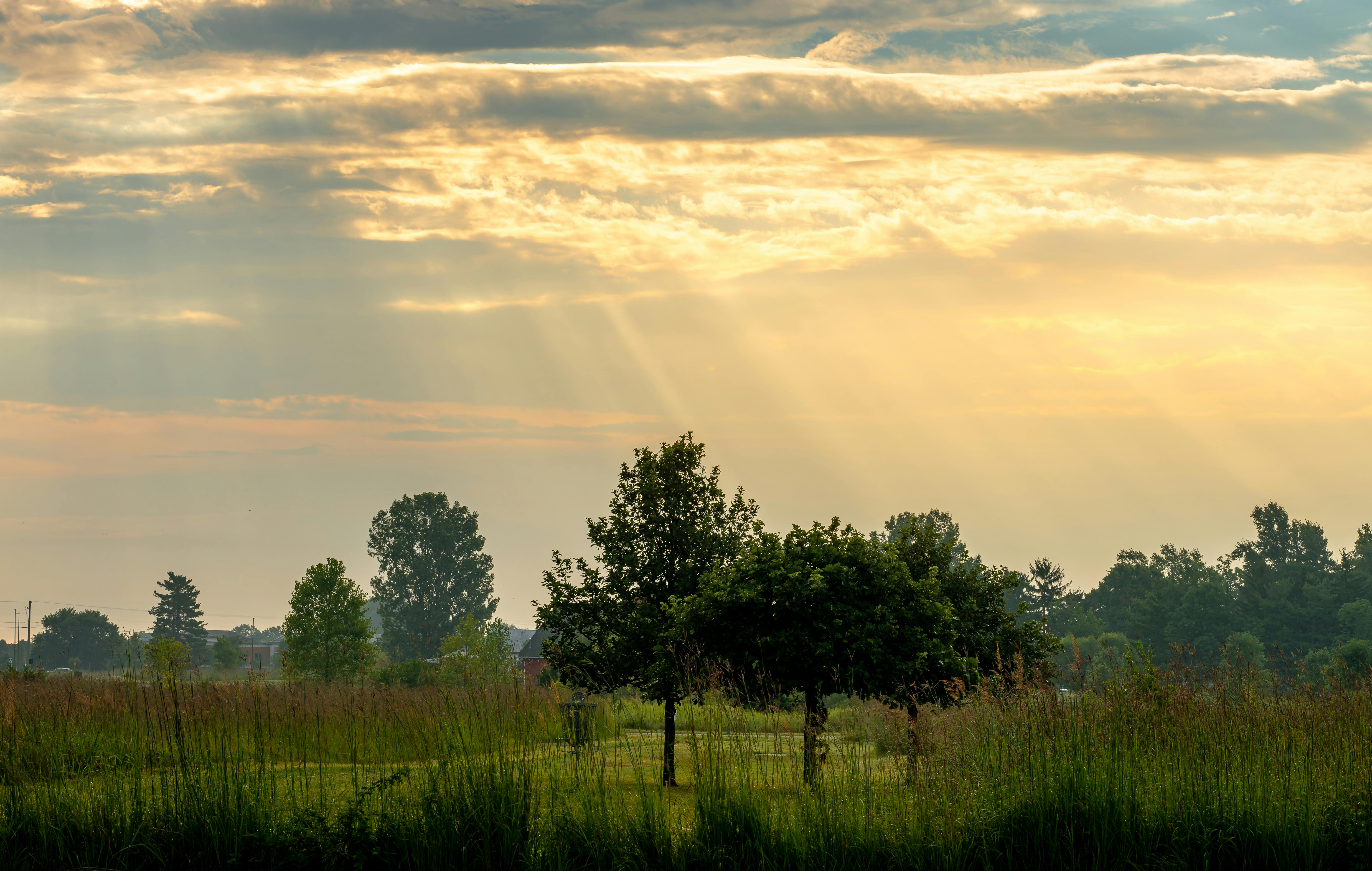 Scenic View of the Field · Free Stock Photo
