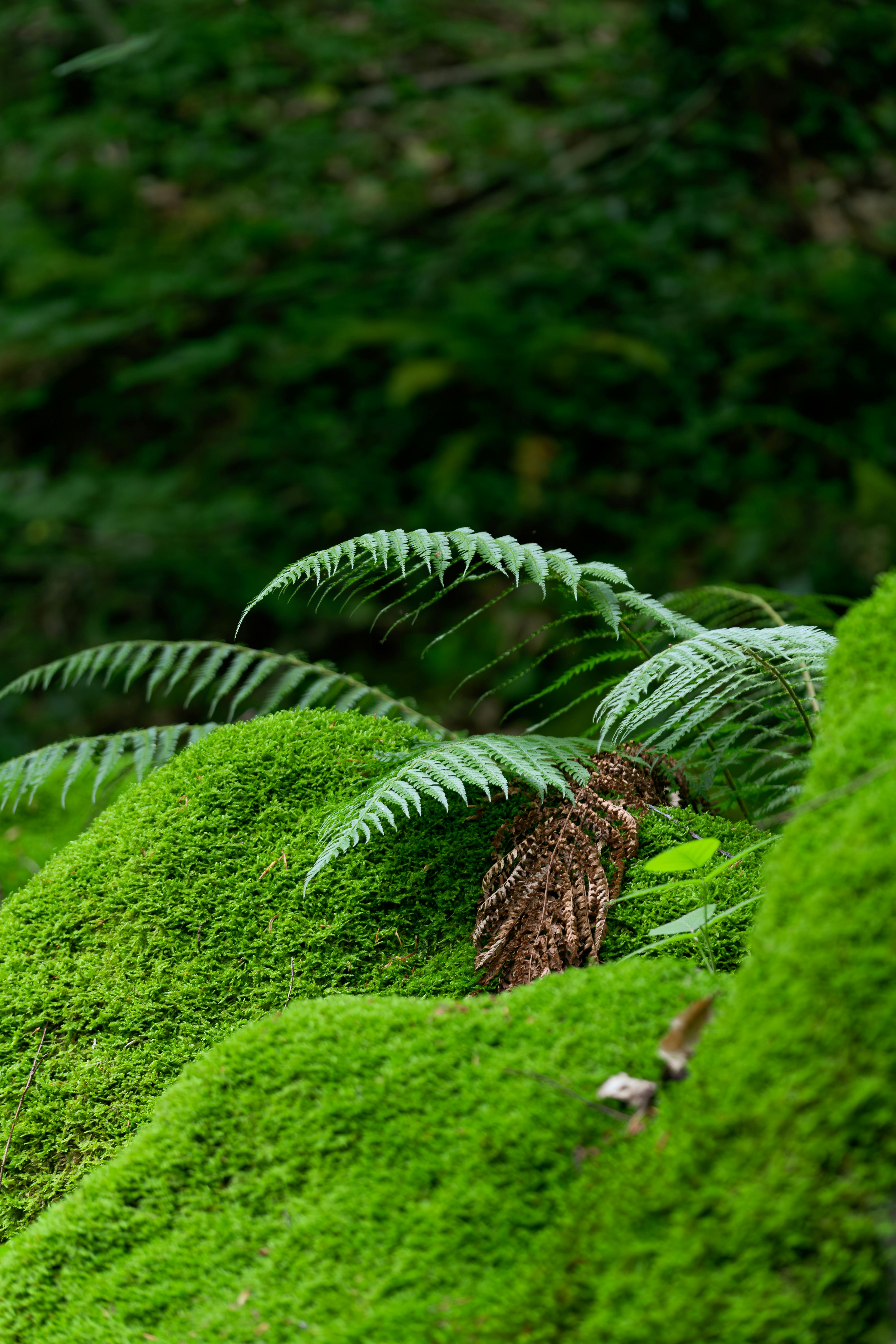 Ferns and Moss in a Forest · Free Stock Photo