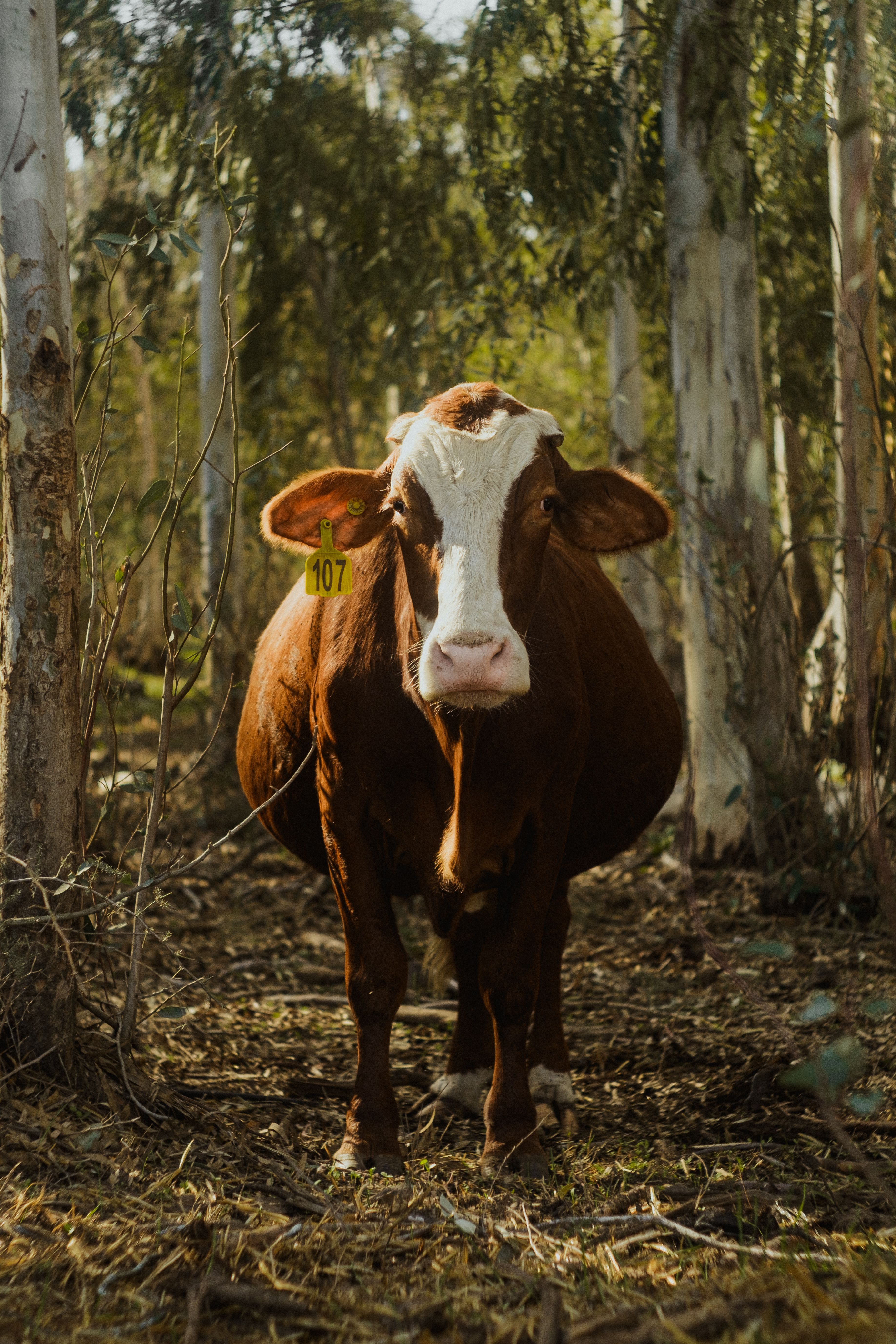 Cow Standing in a Forest · Free Stock Photo