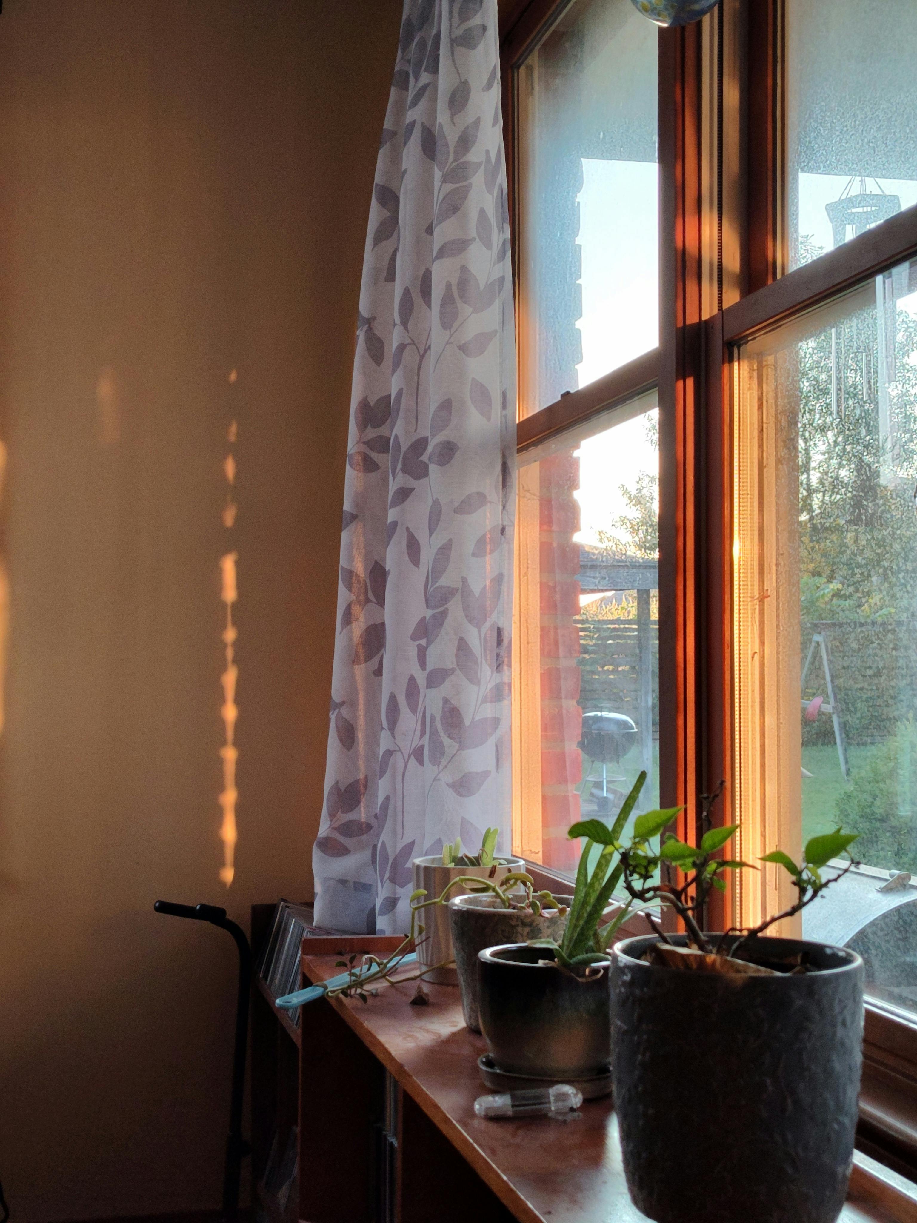 A window with plants on it and a potted plant · Free Stock Photo