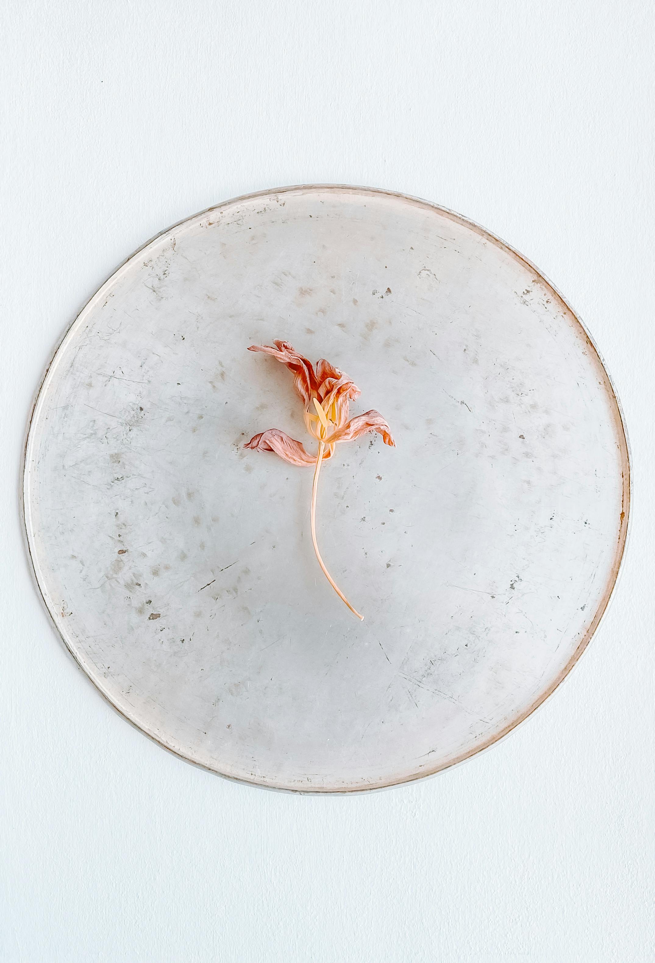 Flower on Plate · Free Stock Photo