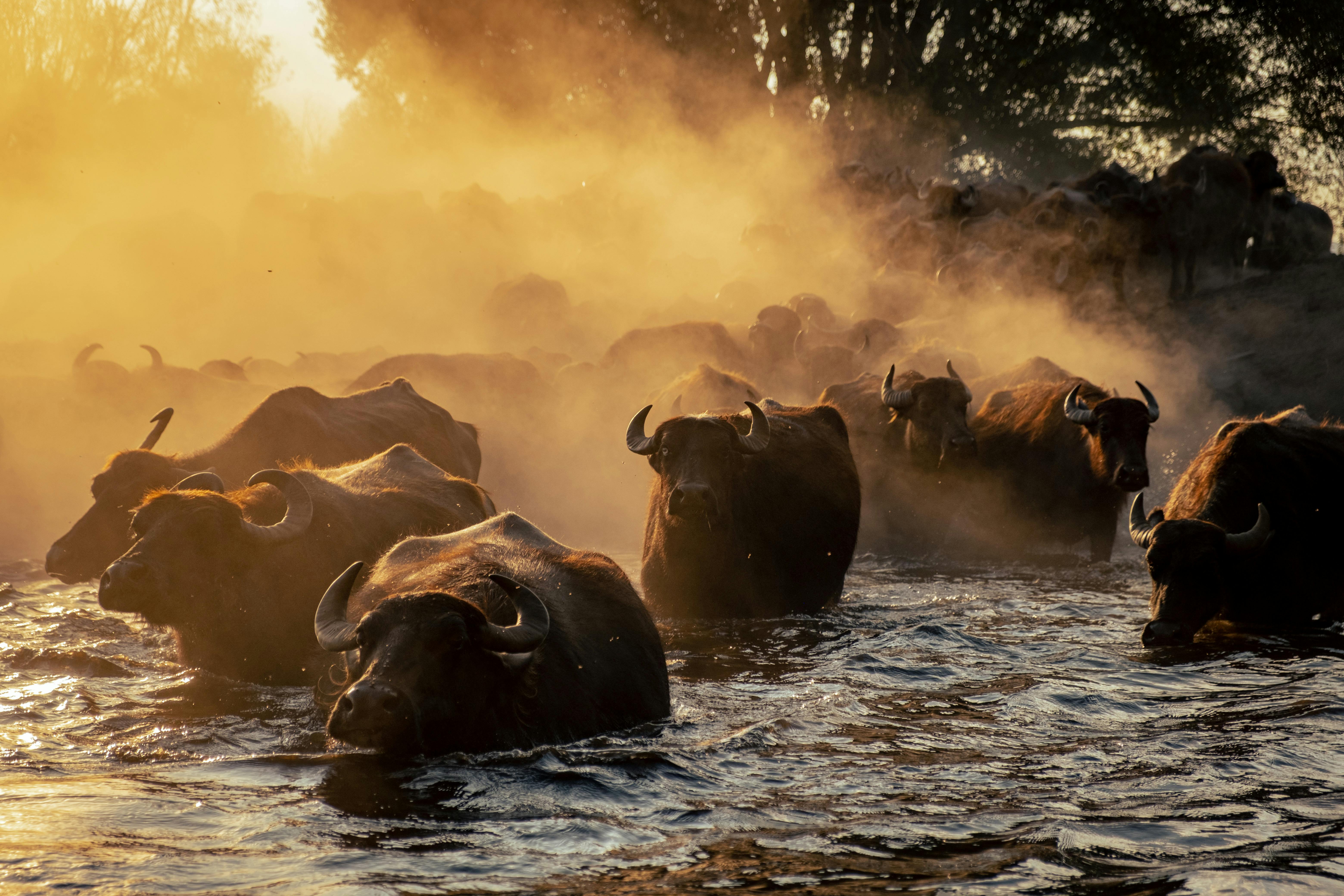Herd of Buffalo Raging · Free Stock Photo