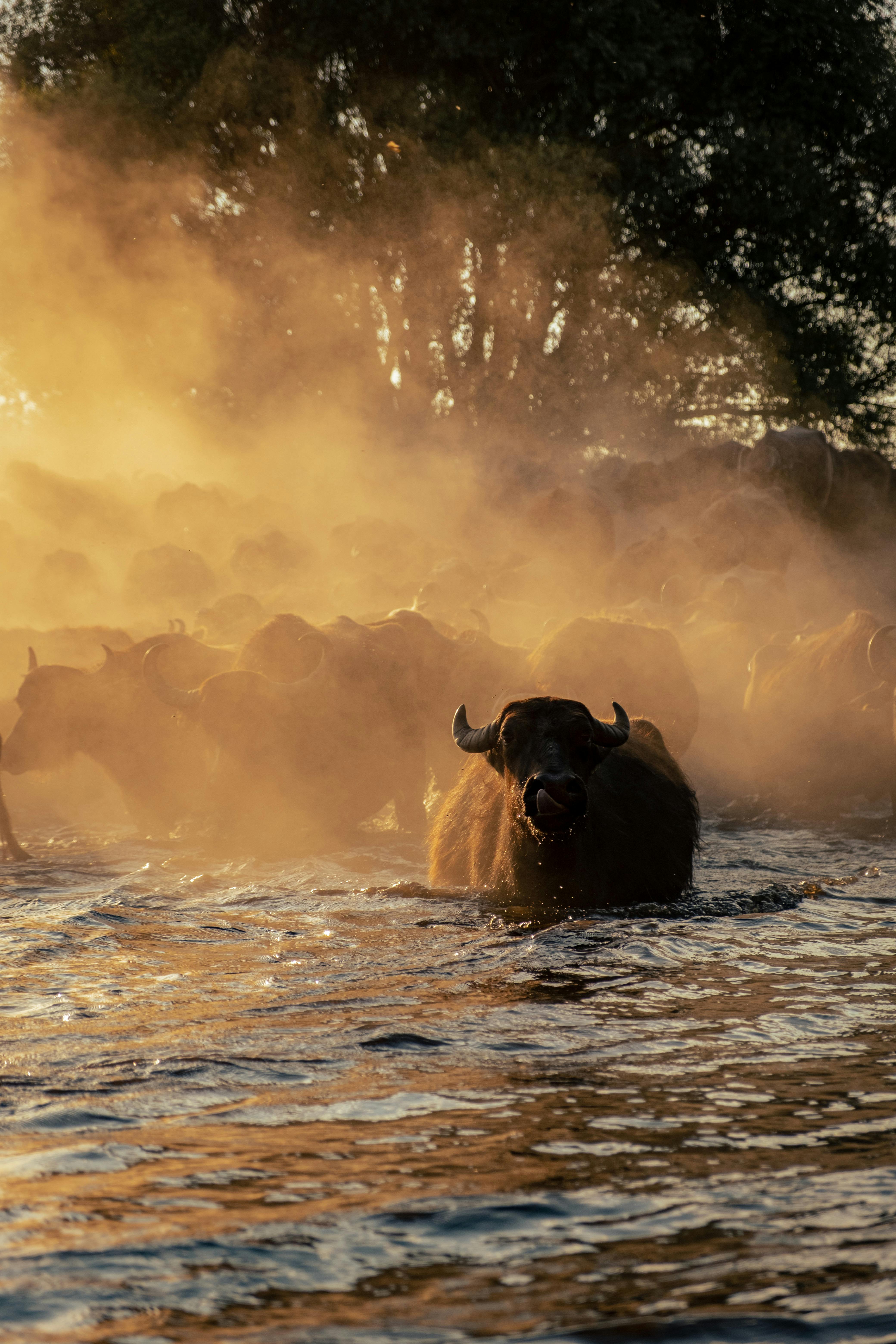 A herd of buffalo in the water with smoke · Free Stock Photo