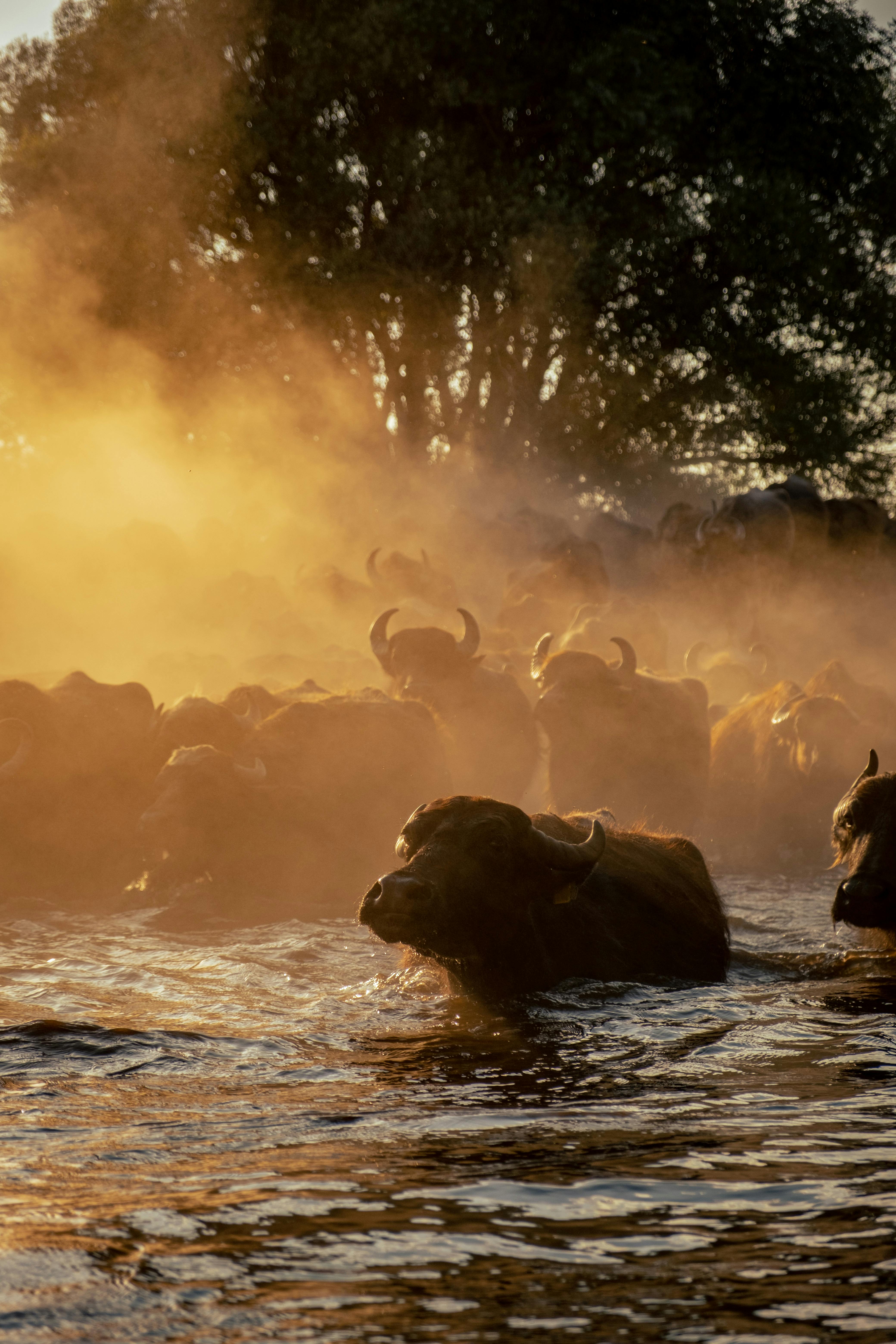 A herd of cattle in the water with smoke · Free Stock Photo