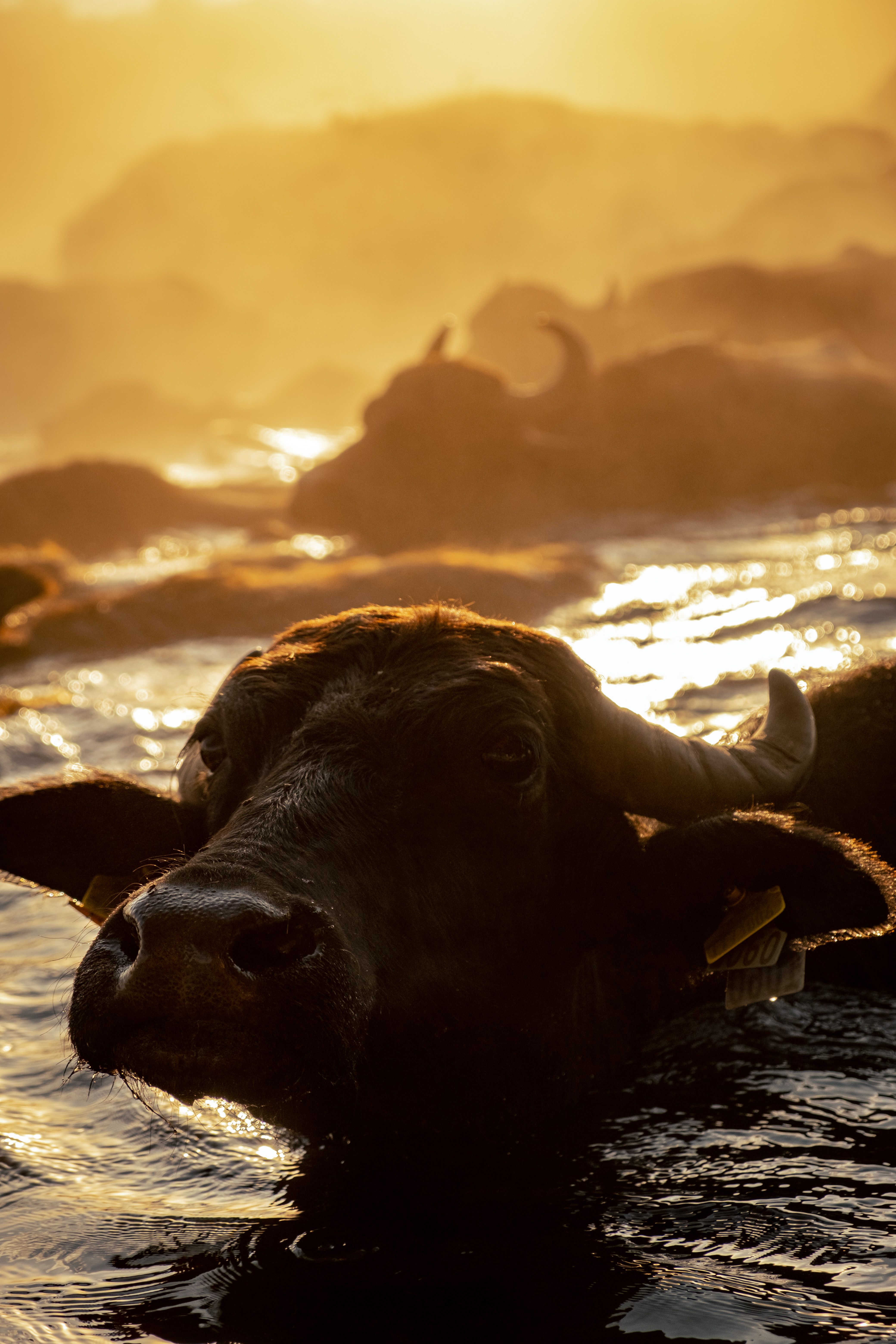 A bull in the water at sunset · Free Stock Photo