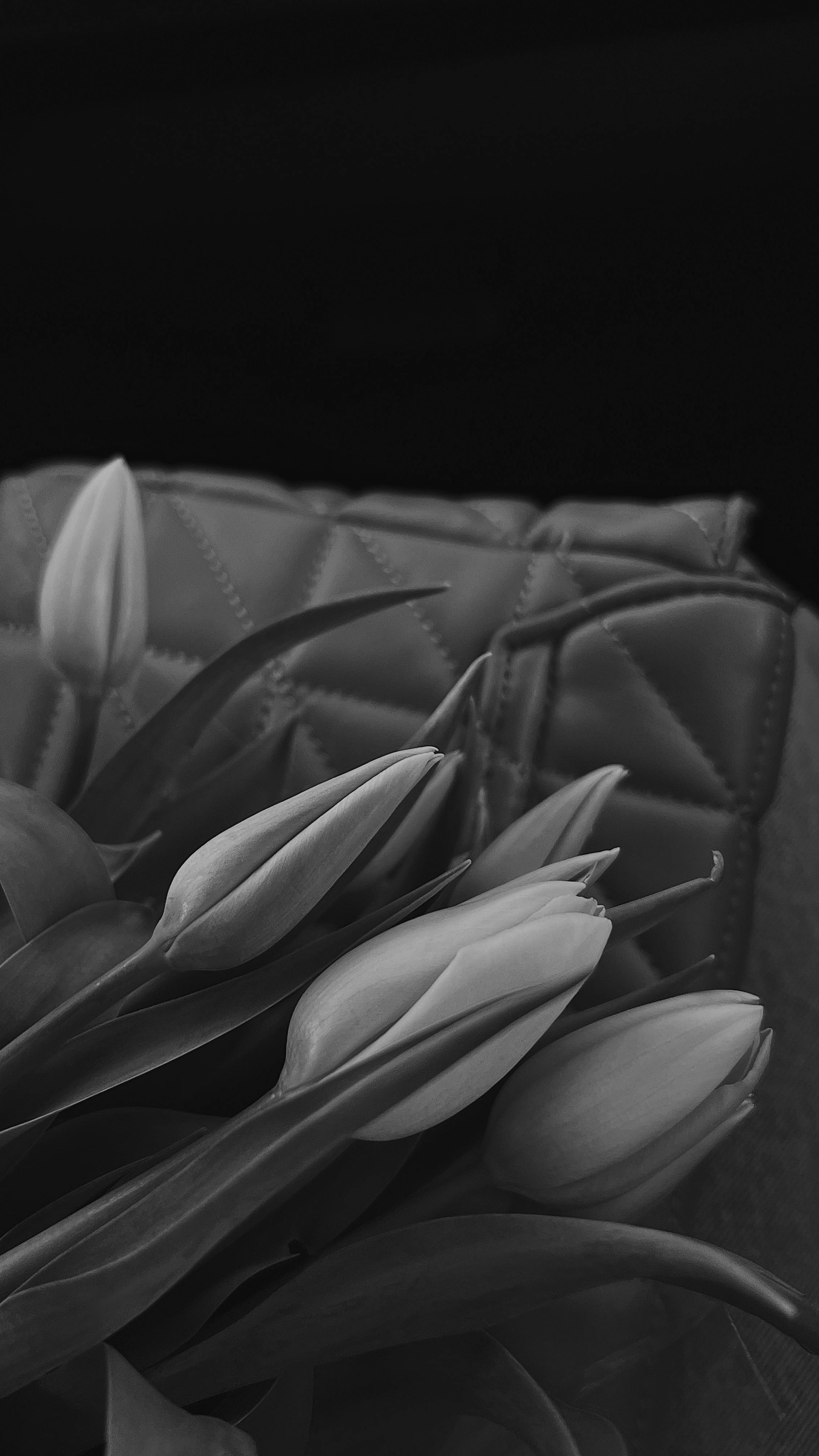 Grayscale Photography of Flowers · Free Stock Photo