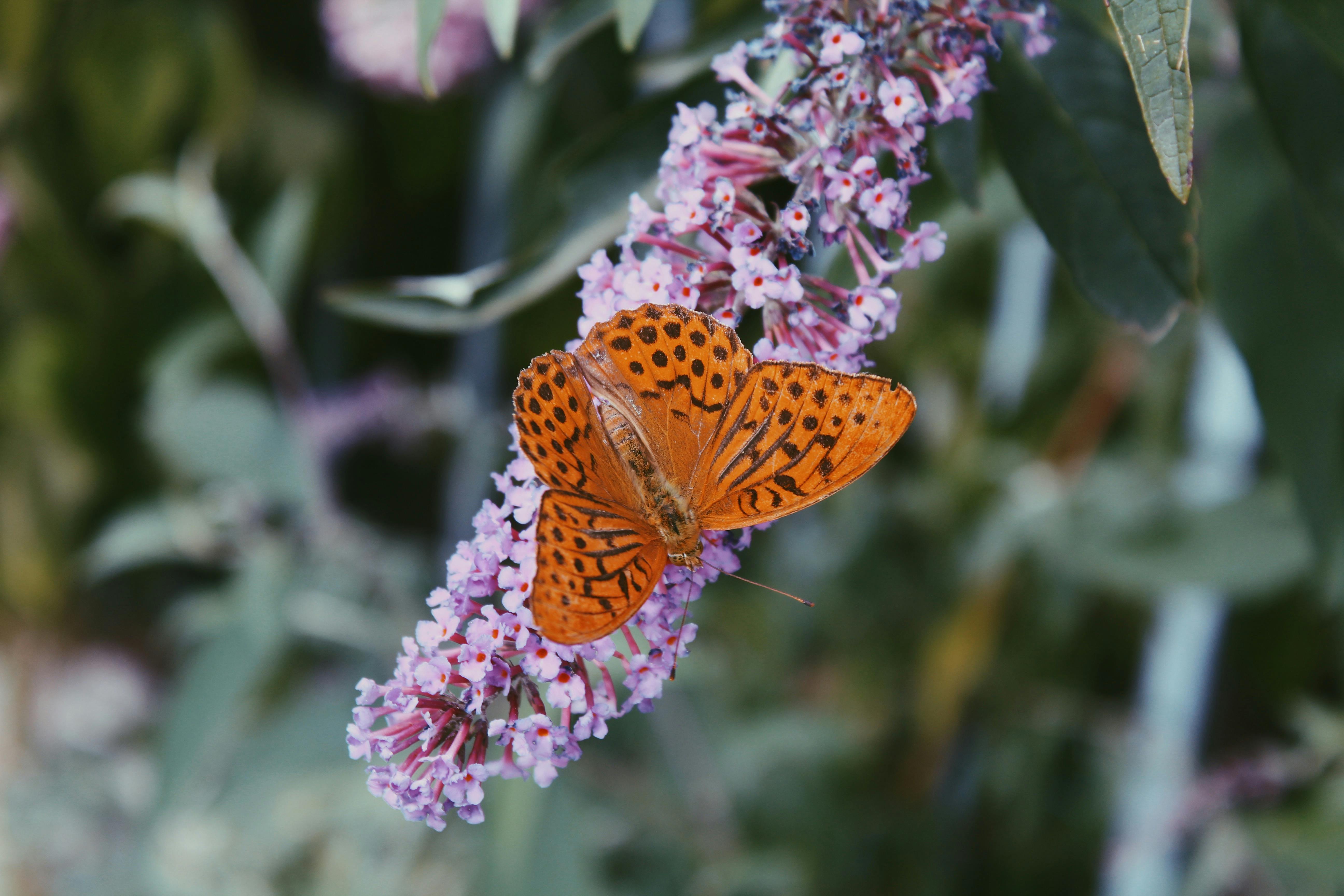 Farfalla in montagna · Free Stock Photo