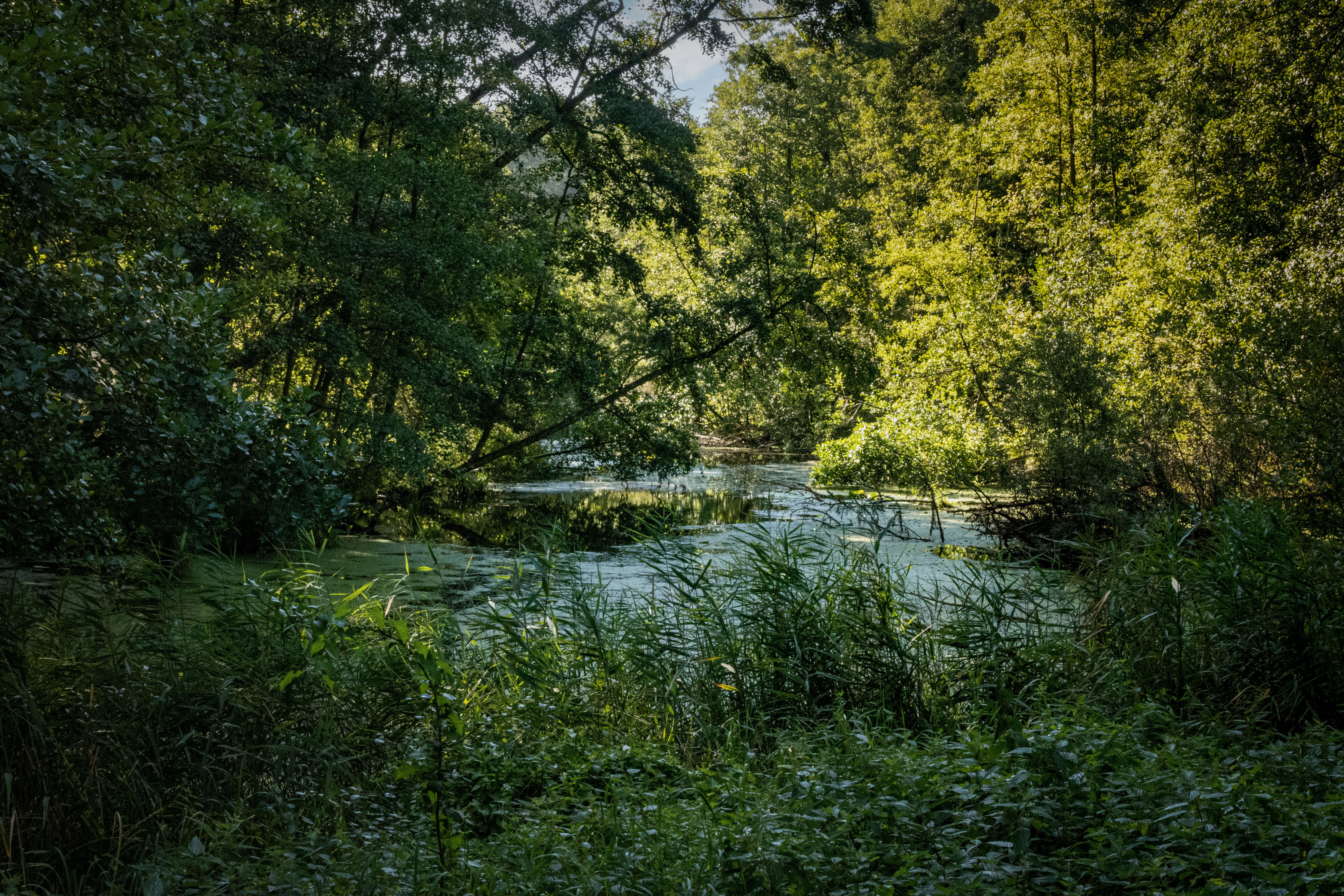 Sumpflandschaft · Free Stock Photo