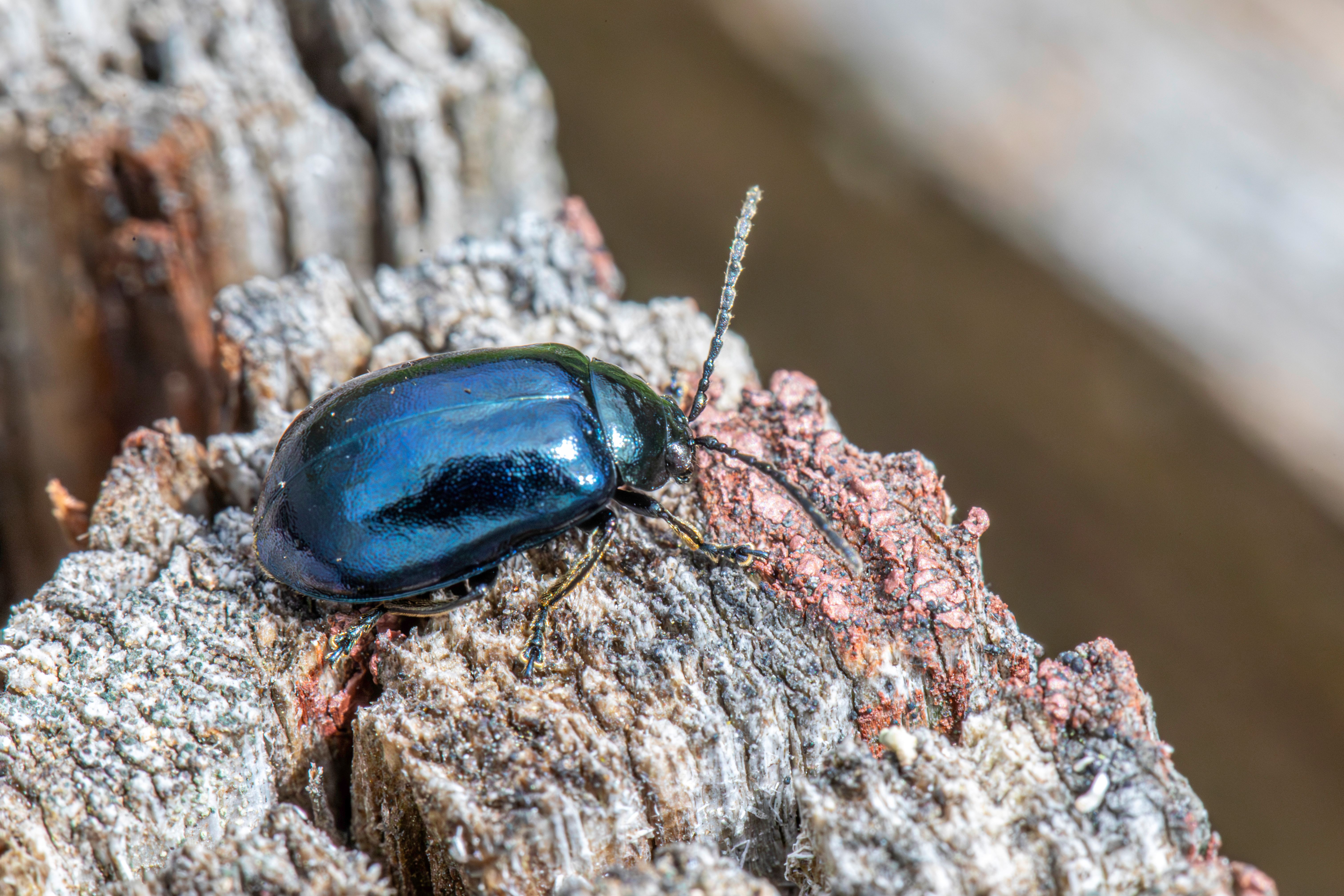 A blue beetle sitting on top of a piece of wood · Free Stock Photo