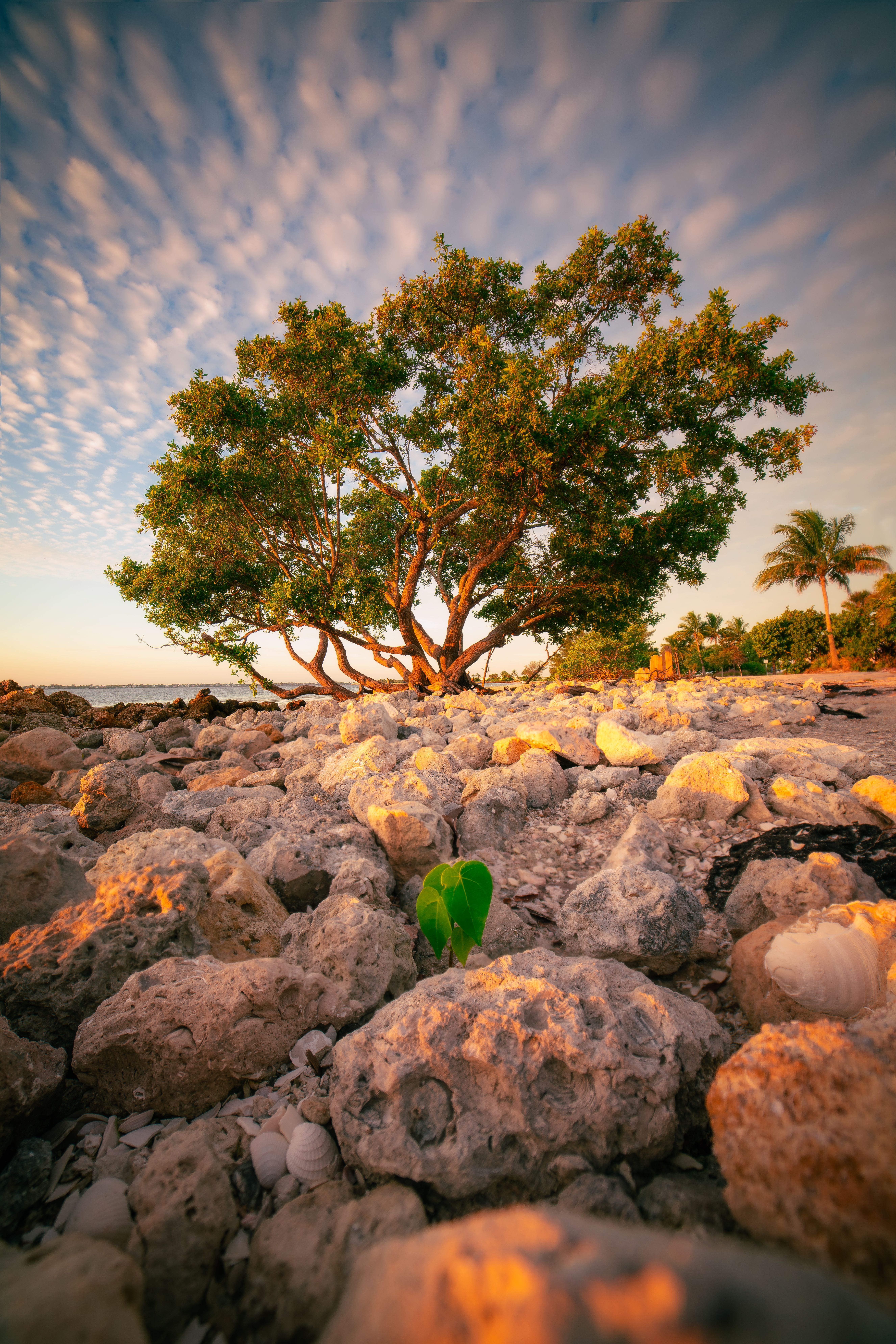 Puerto Naranja Florida Photos, Download The BEST Free Puerto Naranja ...
