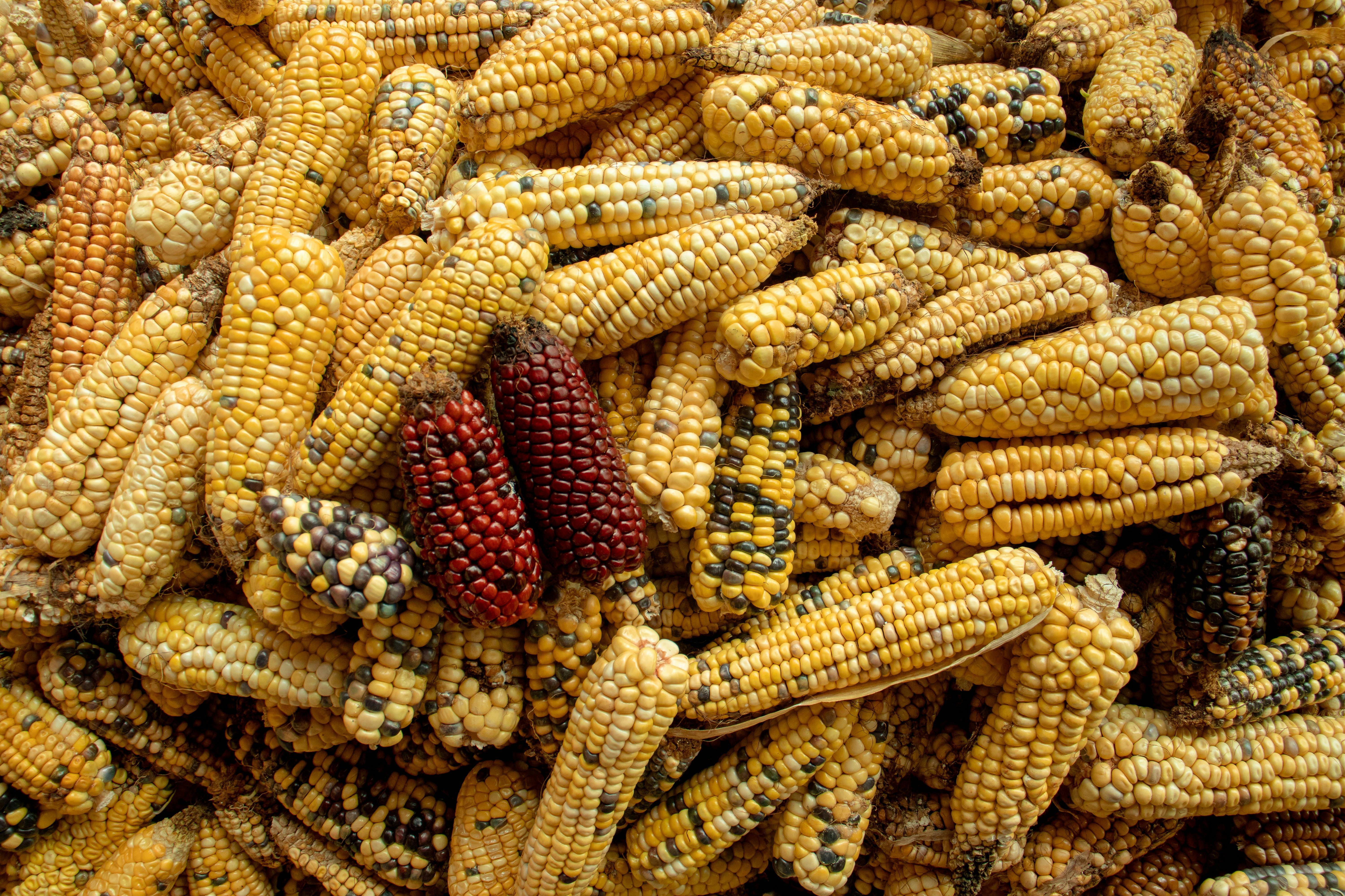 Pile of Sweet Corns · Free Stock Photo