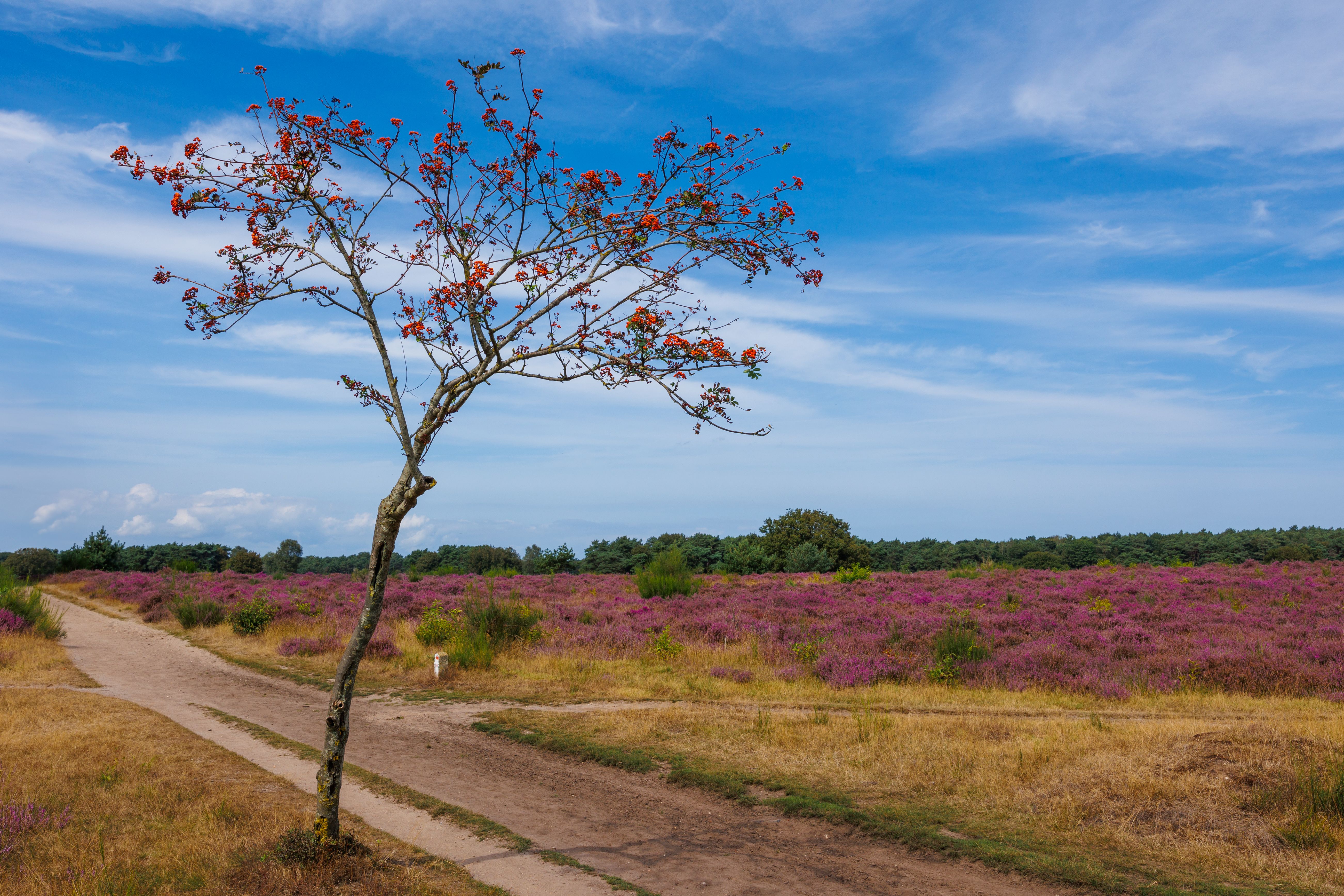 Flowering Heather by Dirt Road in Countryside · Free Stock Photo