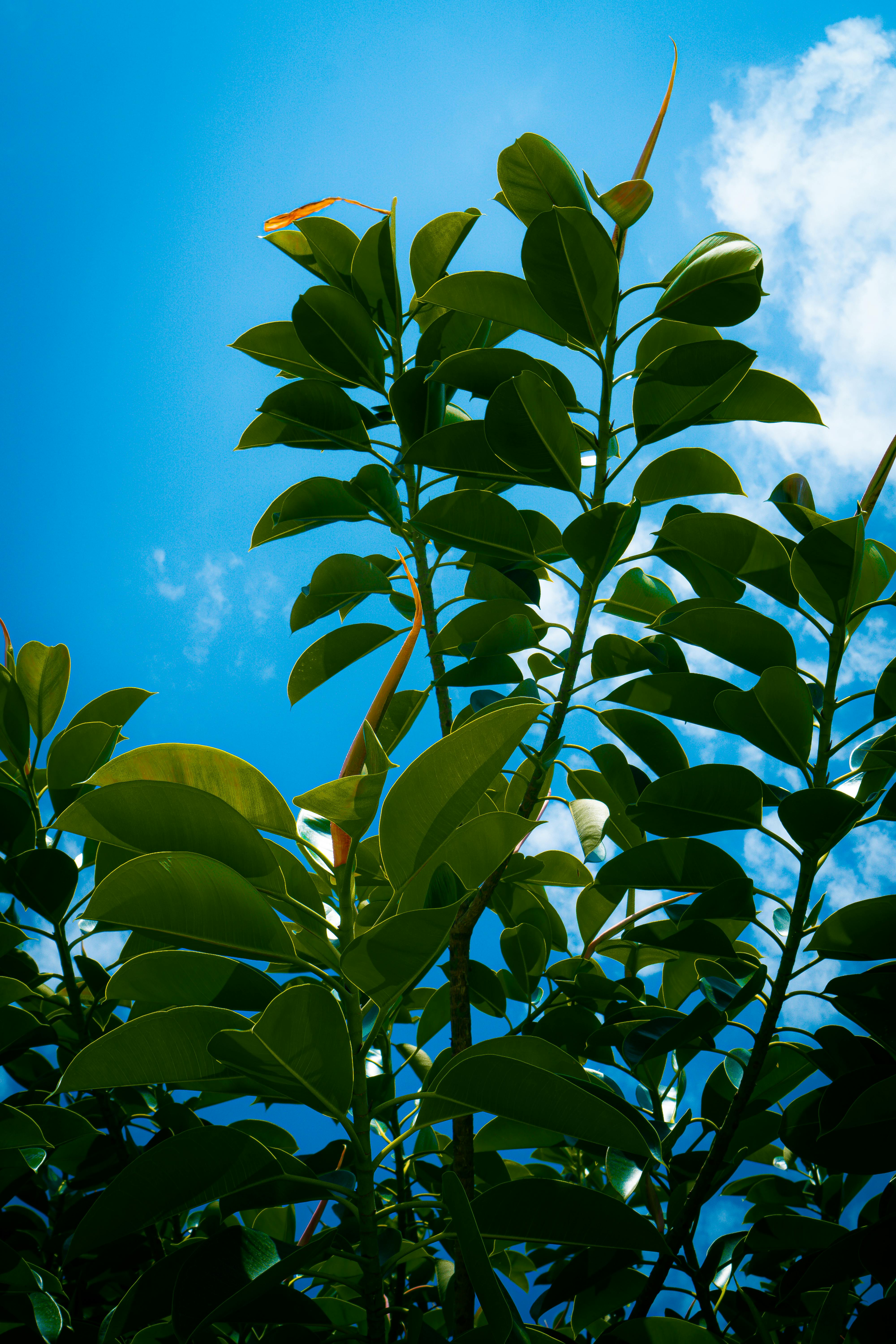 Green Leaf Tree · Free Stock Photo