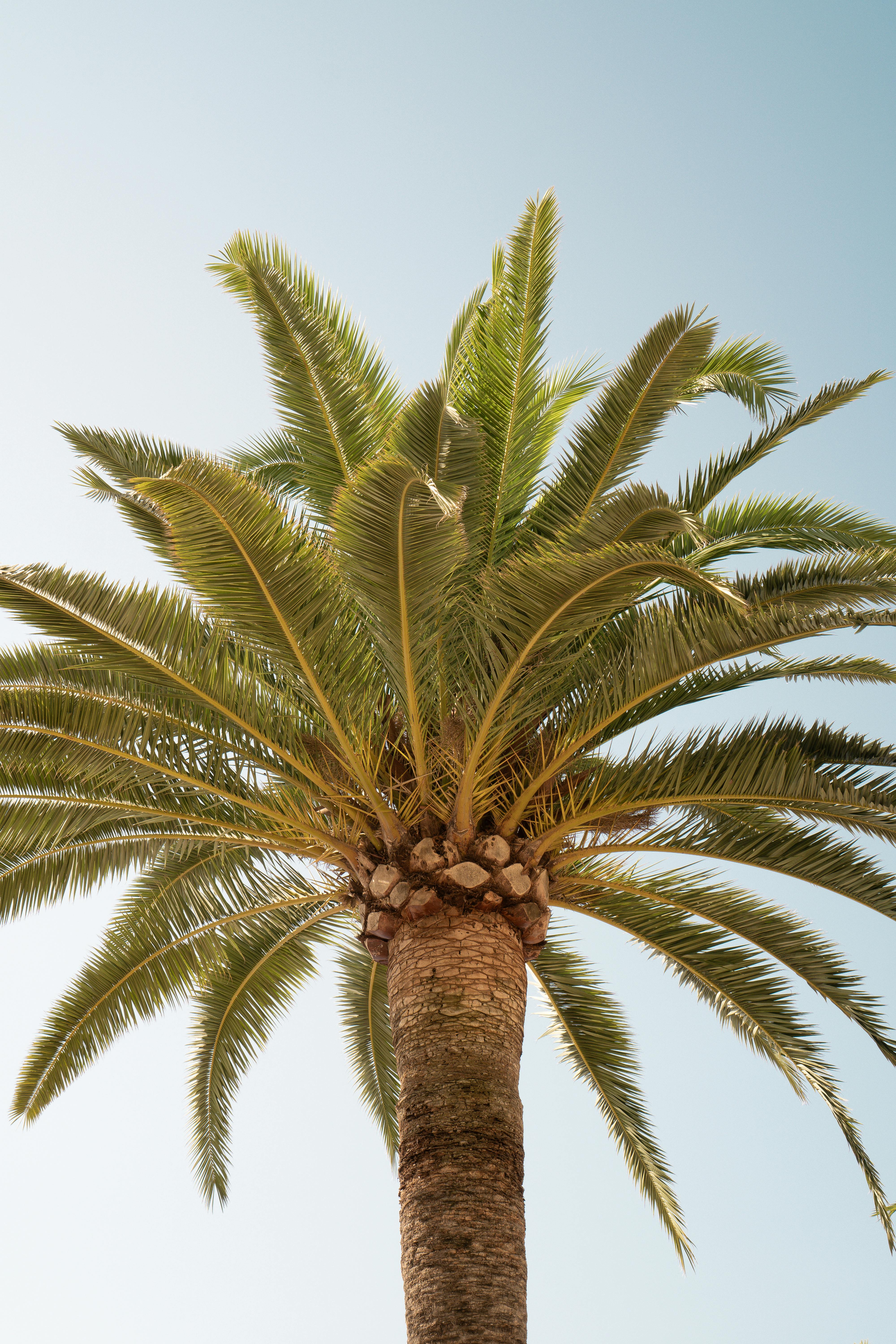 Bottom View of Palm Trees · Free Stock Photo