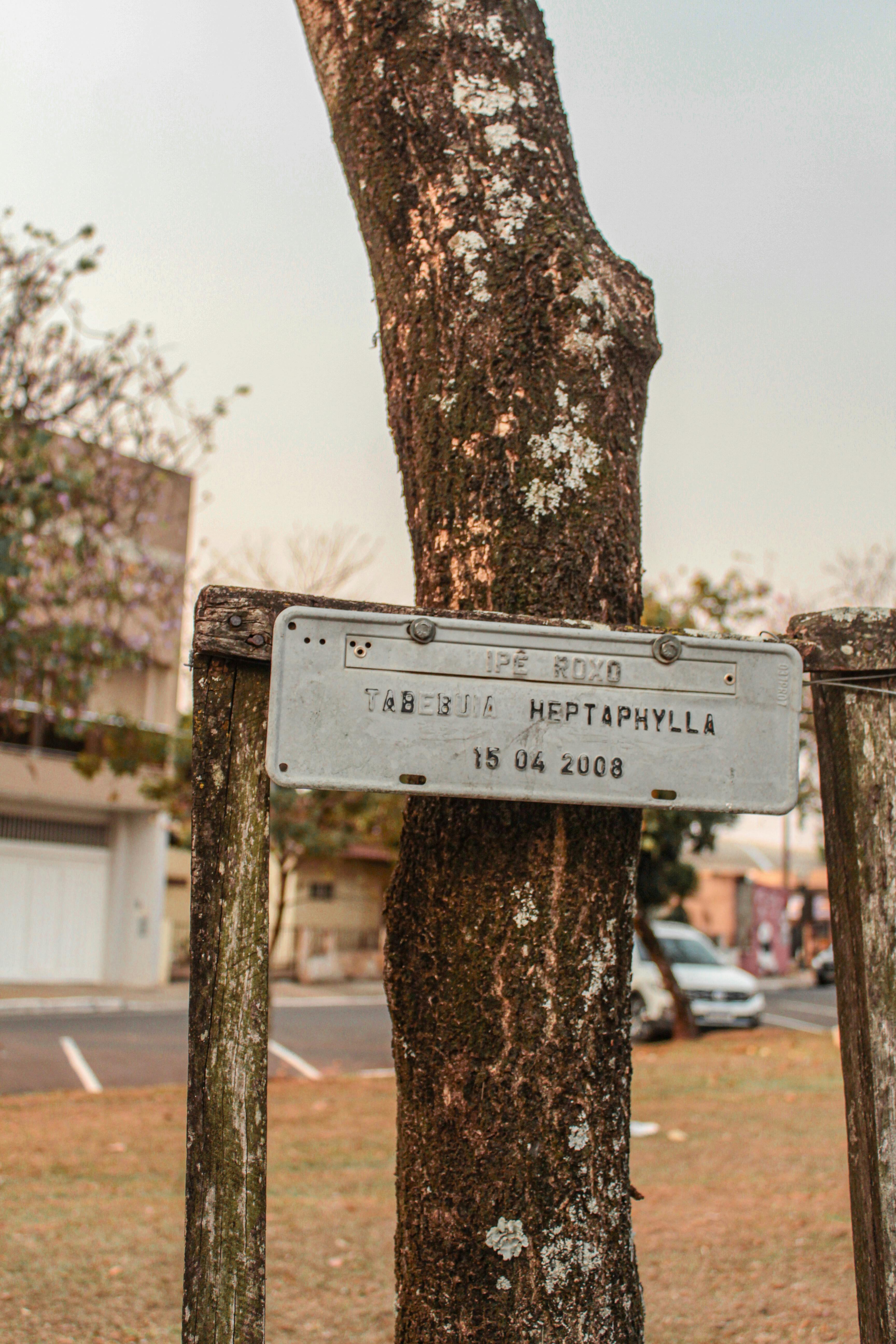Ipe Roxo Tree with Identification Sign in Urban Park · Free Stock Photo