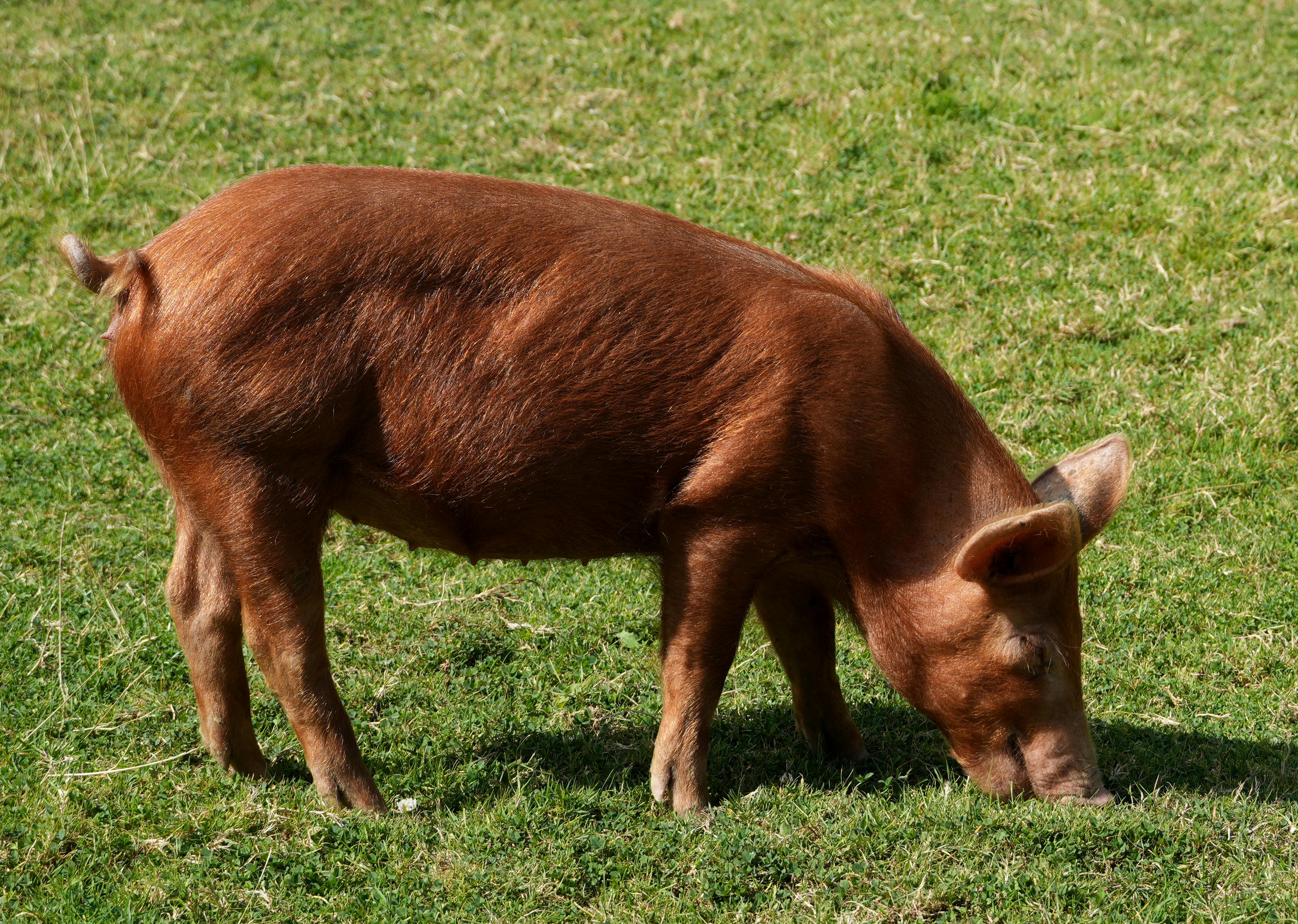 Tamworth Pig · Free Stock Photo