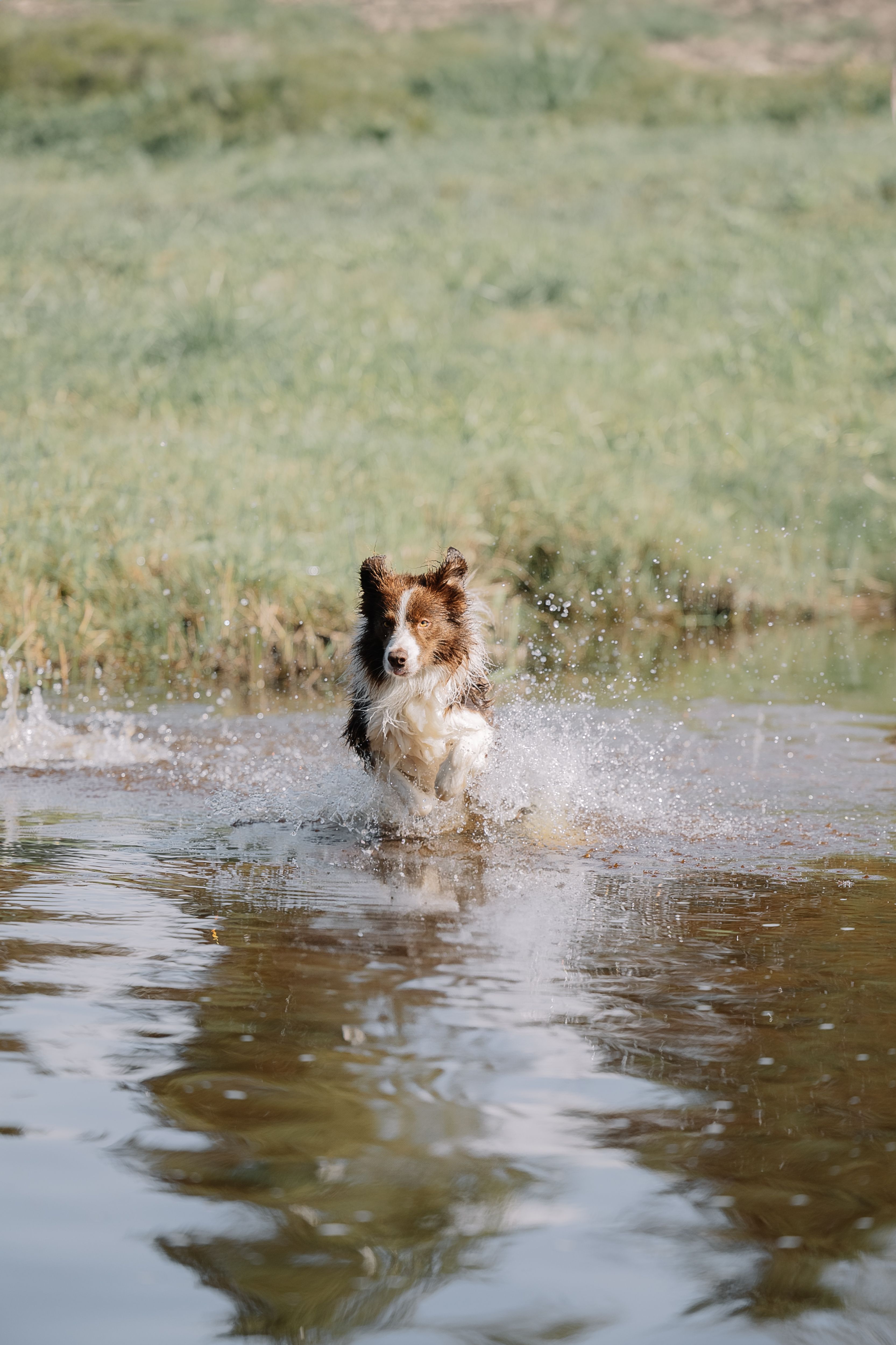 A dog running through water in a field · Free Stock Photo