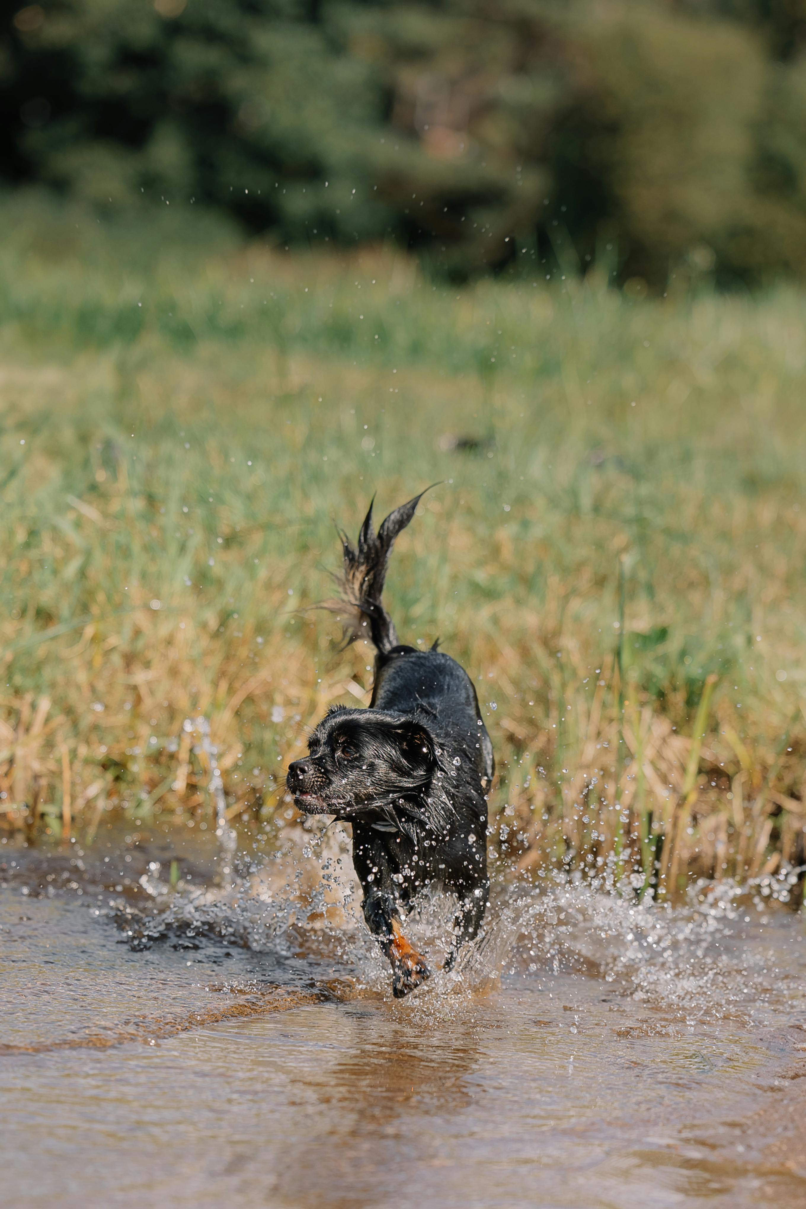 Adult Tan Dog About to Jump on Body of Water · Free Stock Photo