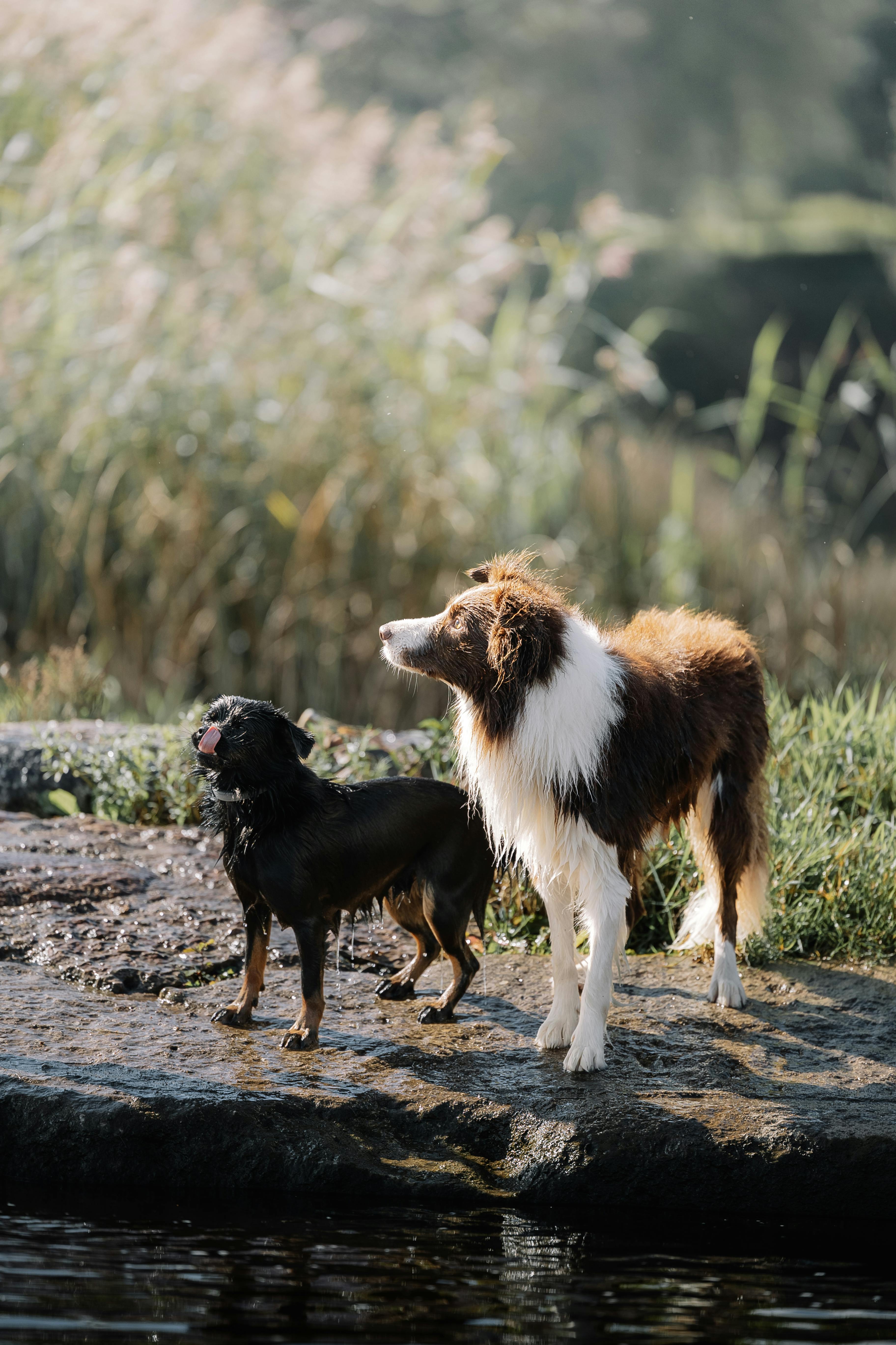 Two dogs standing on a rock near water · Free Stock Photo