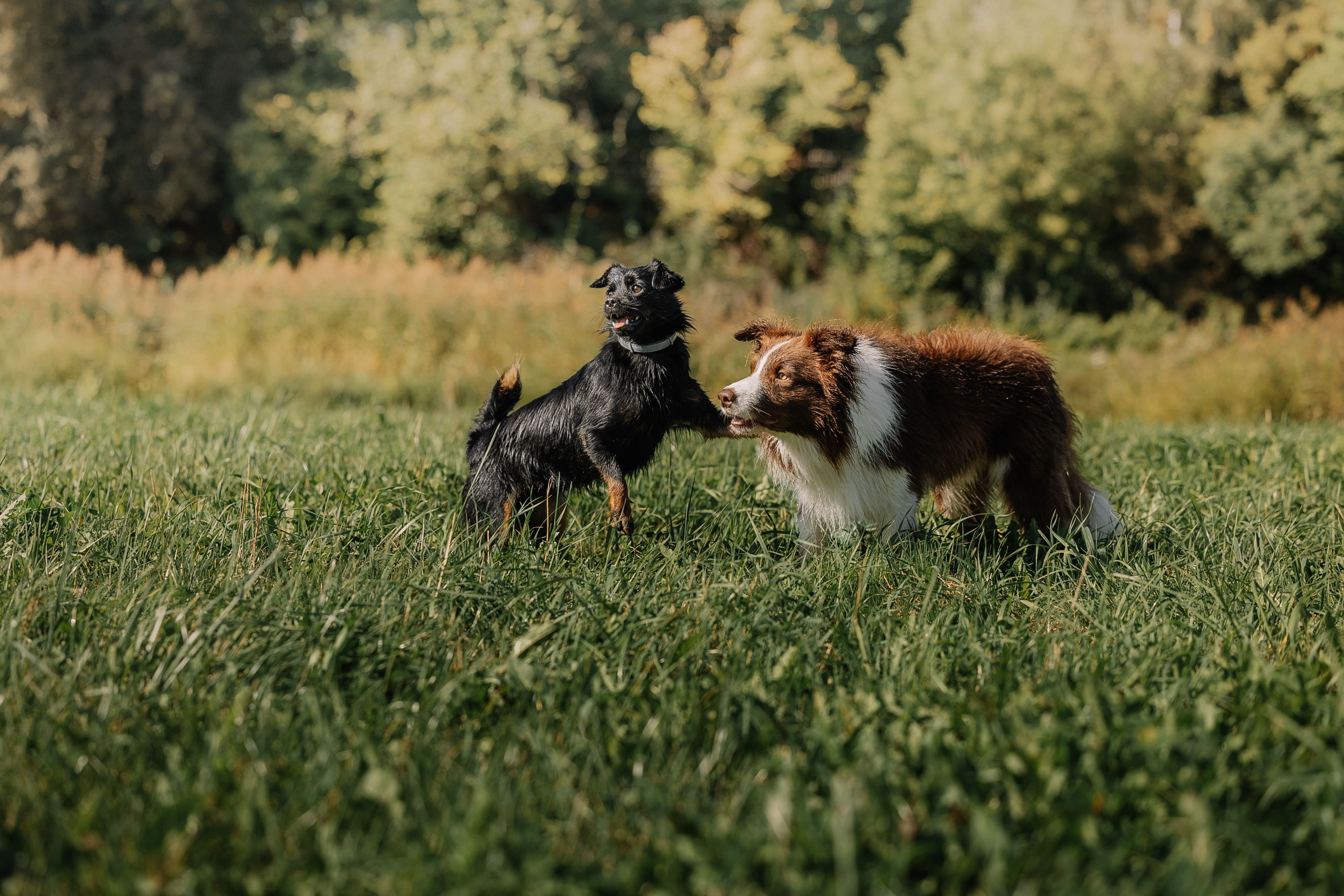 Two dogs playing in a field with grass · Free Stock Photo