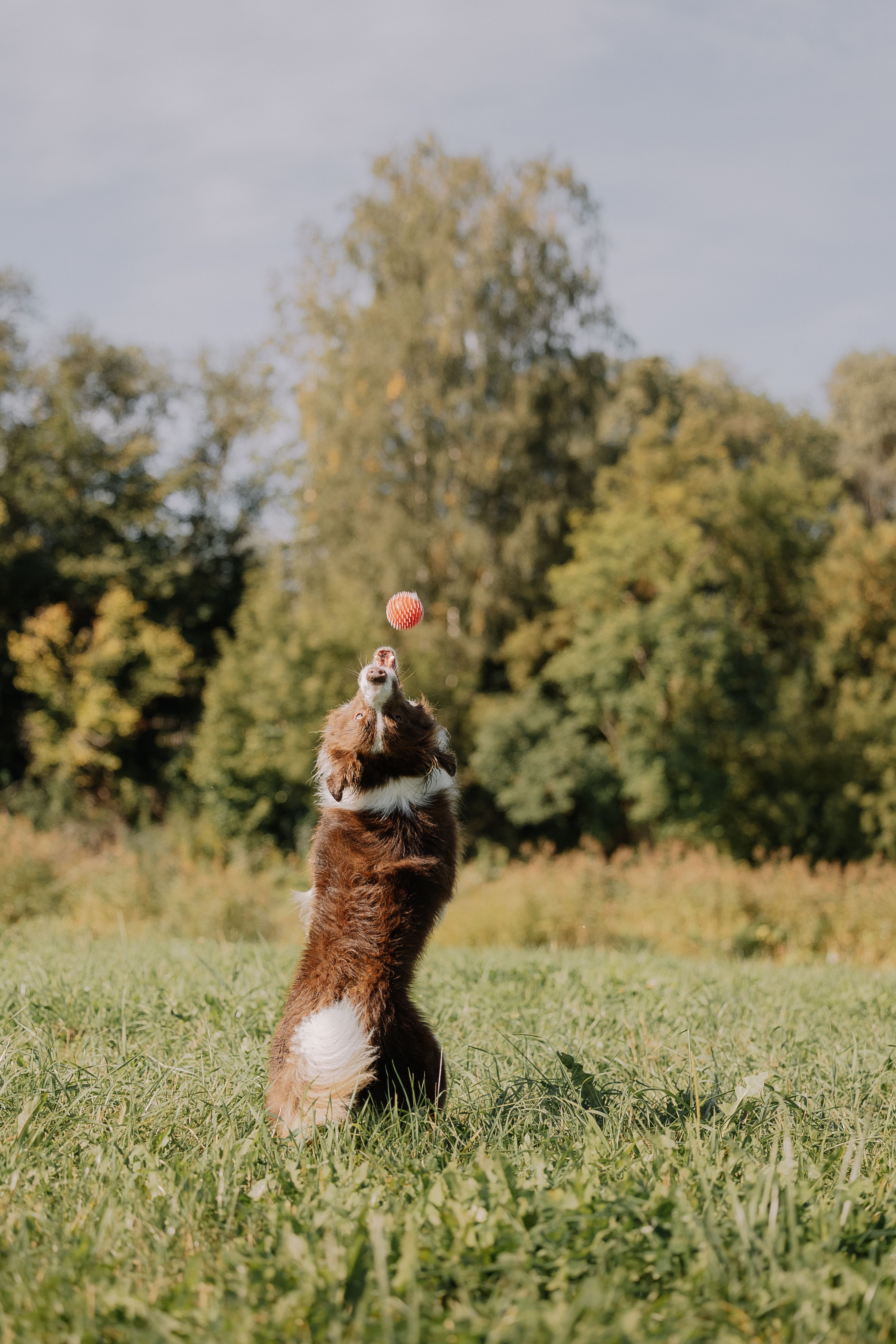 A dog is playing with a frisbee in the grass · Free Stock Photo