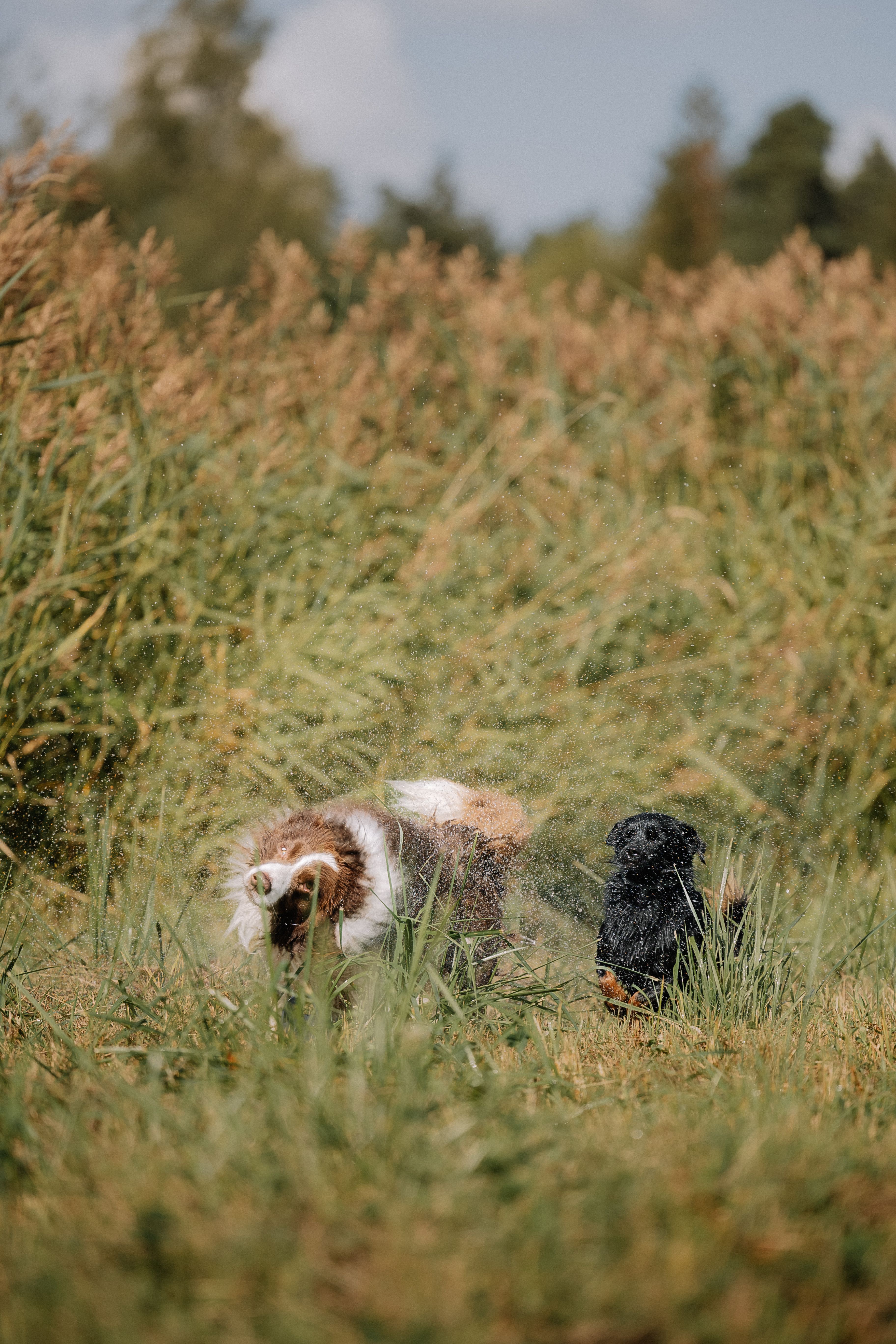 Two dogs running through tall grass in a field · Free Stock Photo