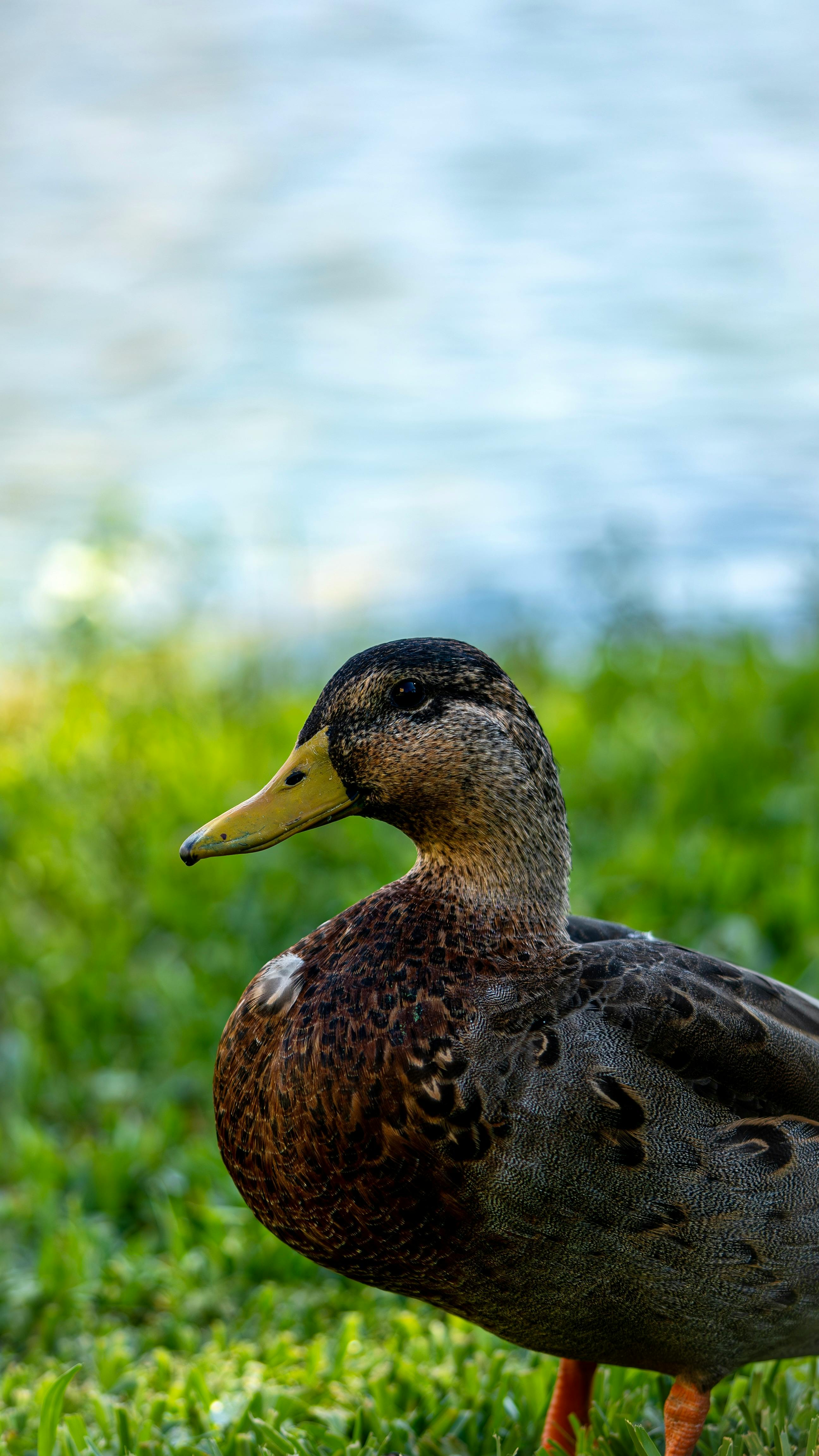 Close-up of a Duck Standing on the Grass · Free Stock Photo