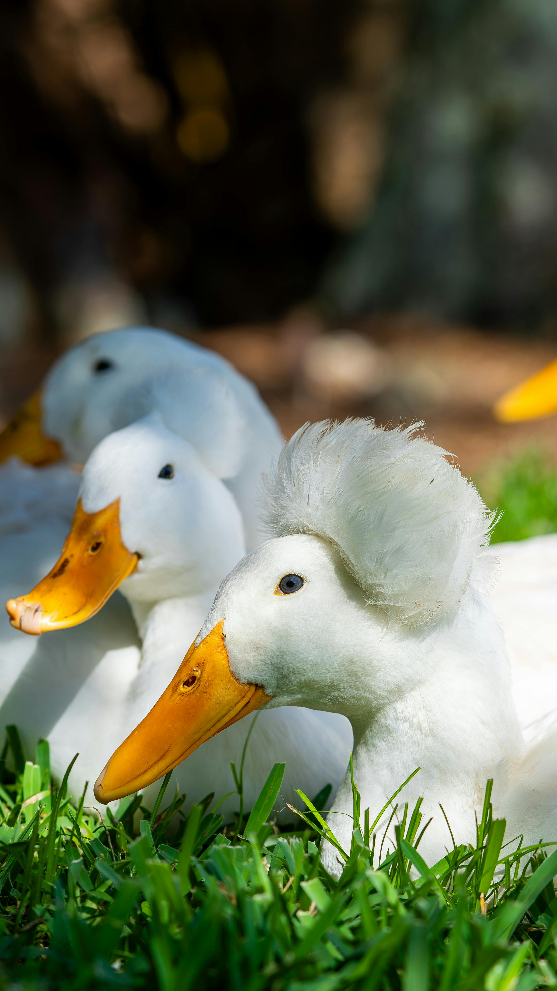 White Crested Ducks · Free Stock Photo