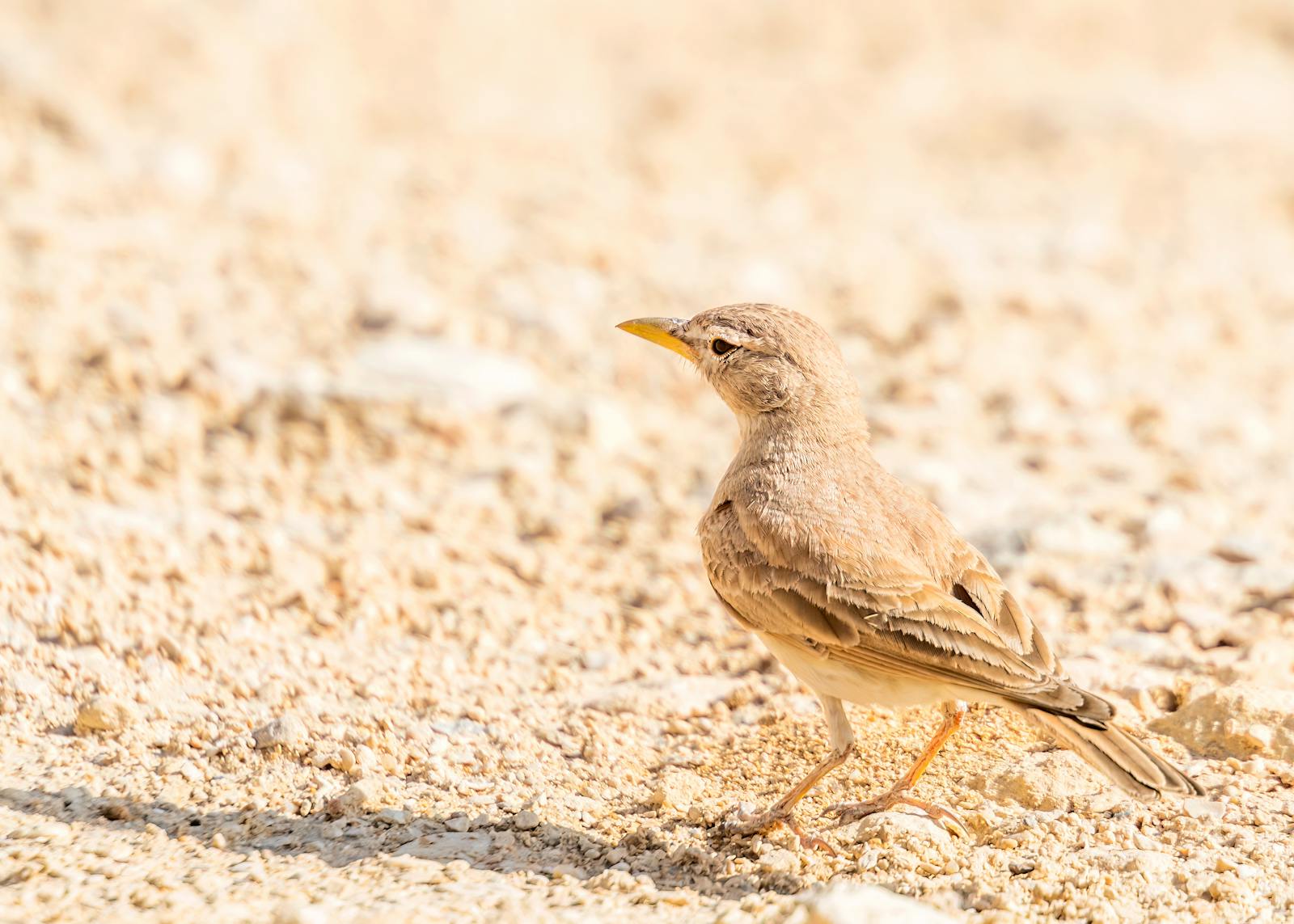 Lark Bird Photos, Download The BEST Free Lark Bird Stock Photos & HD Images