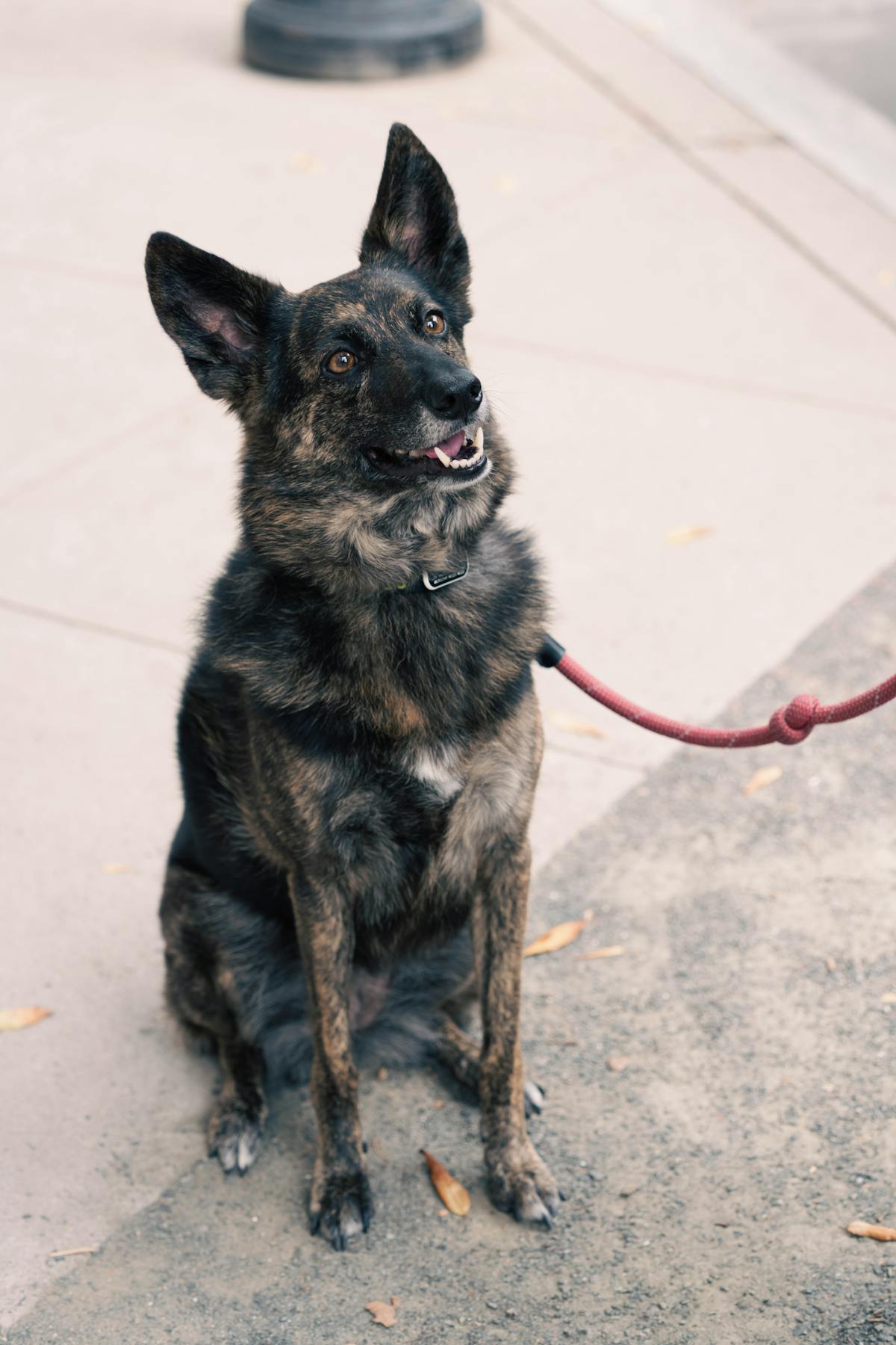 Dog Paw Photos, Download The BEST Free Dog Paw Stock Photos & HD Images