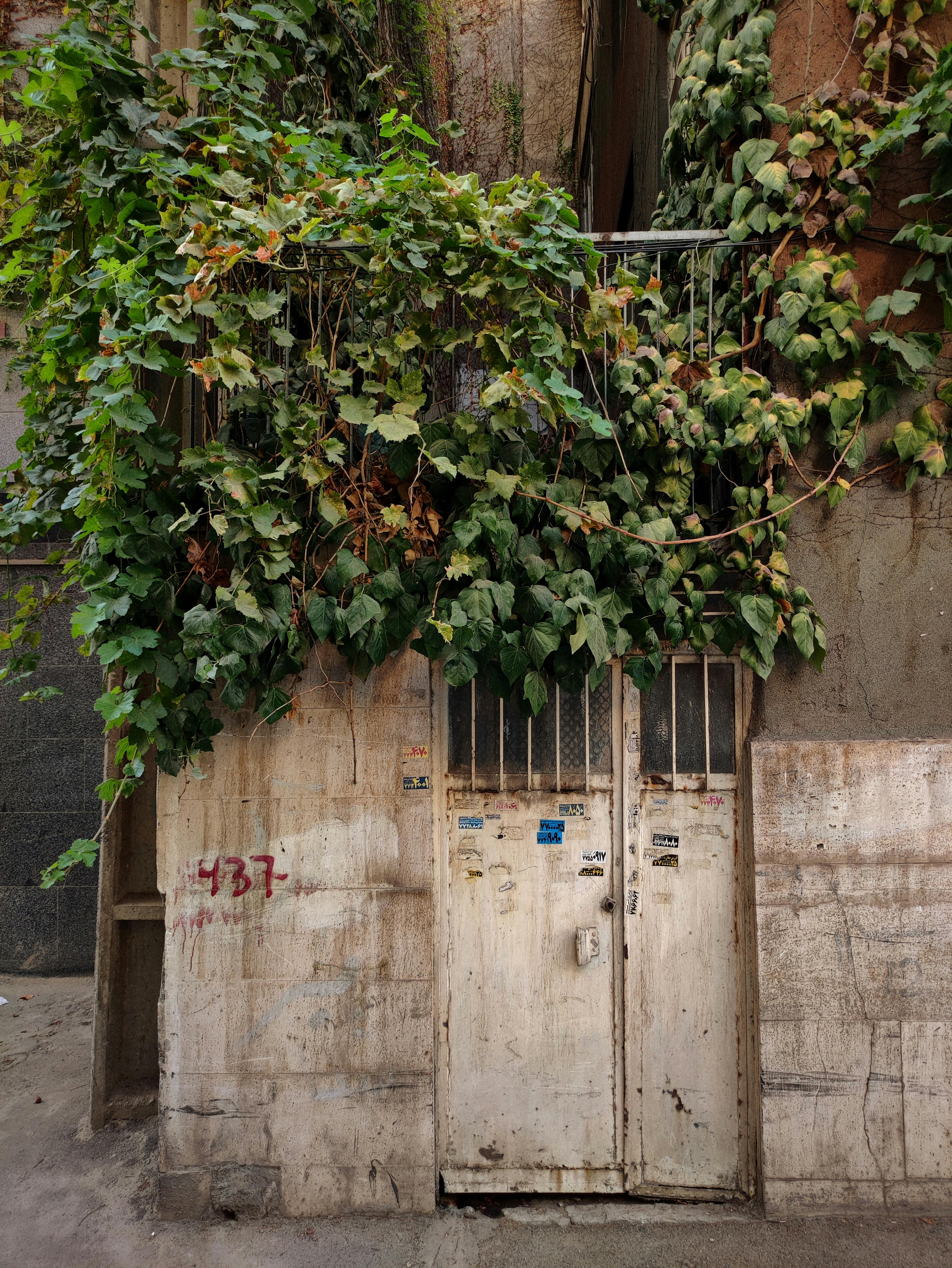 Ivy Growing On a Decayed Gate · Free Stock Photo