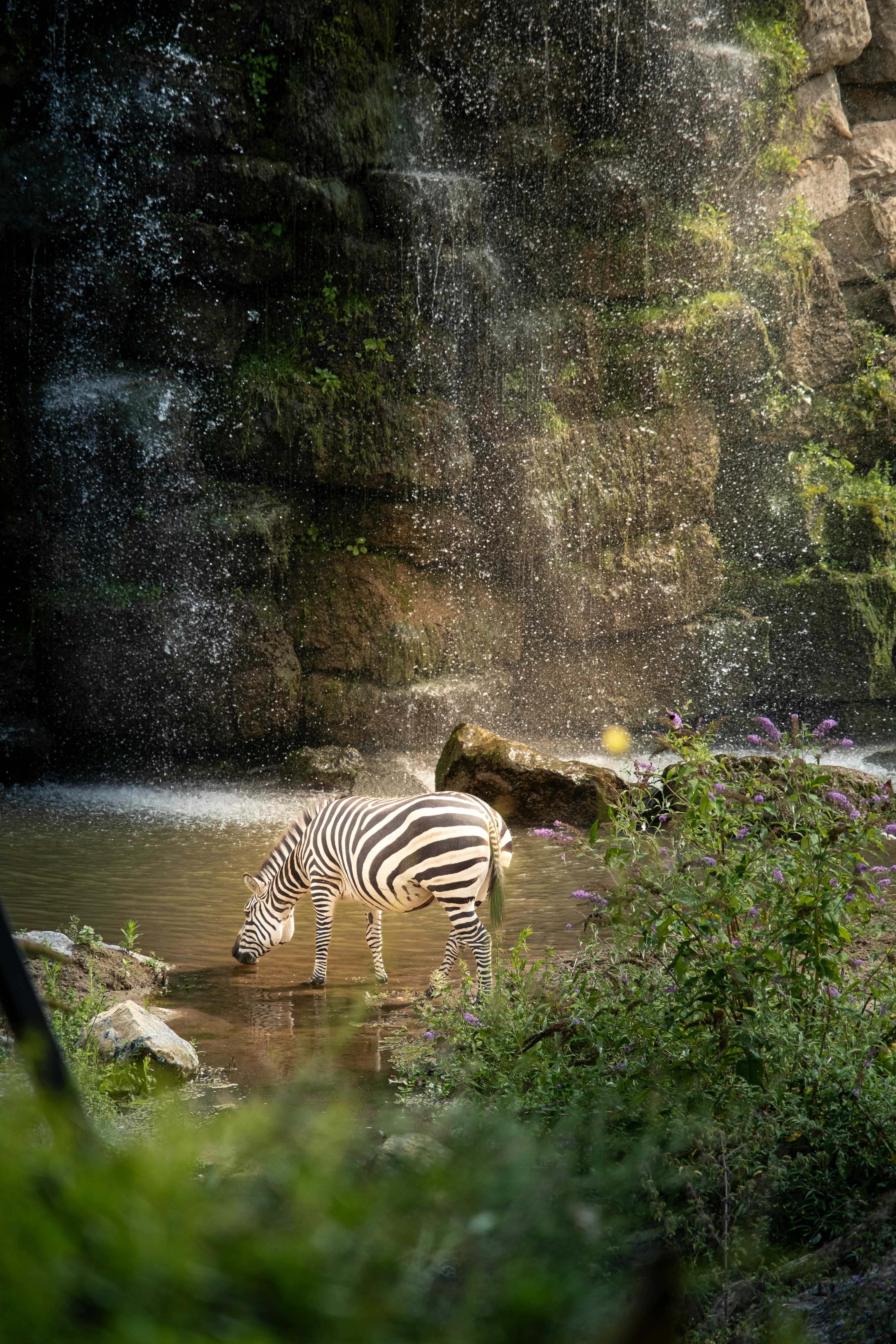 Zebra · Free Stock Photo