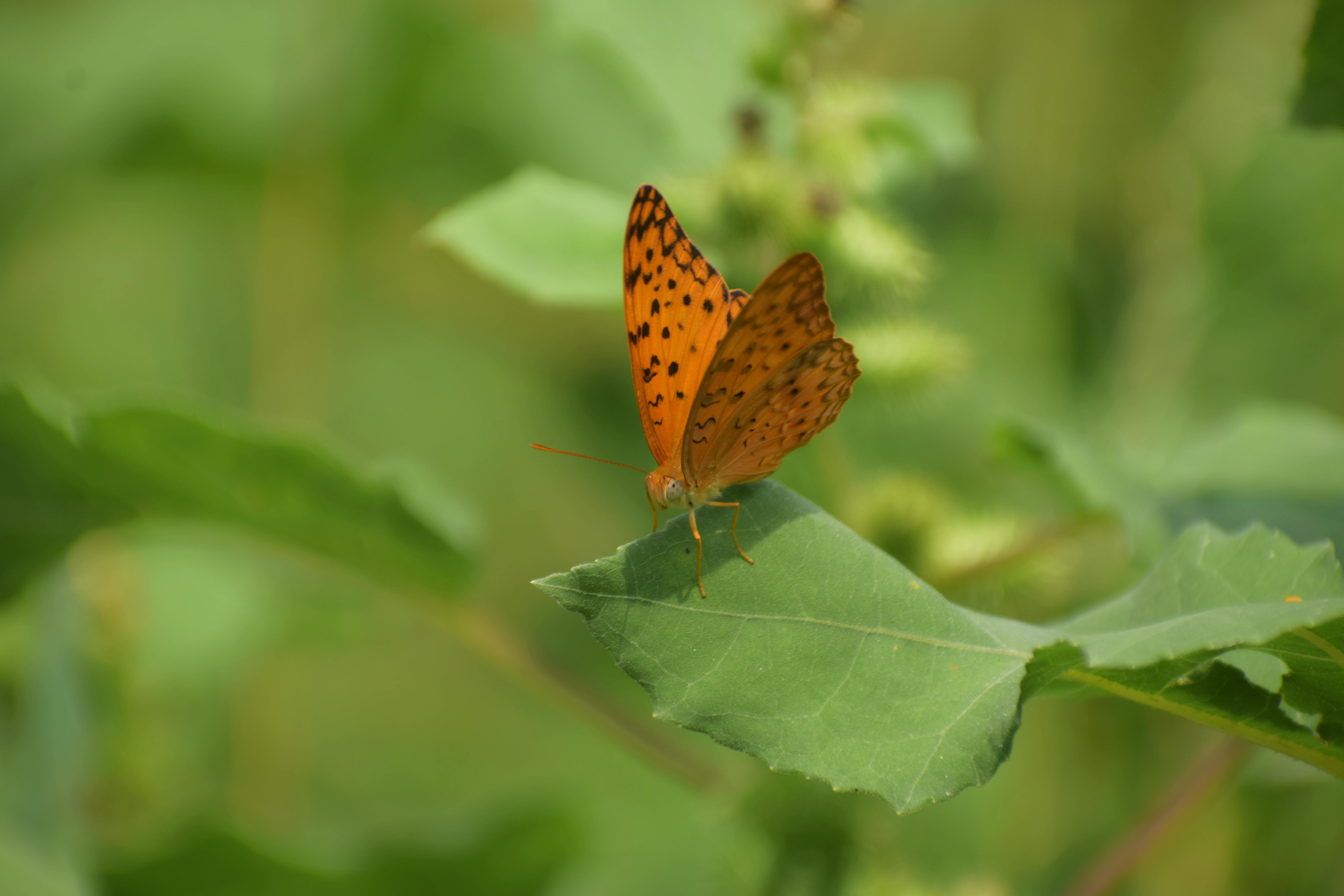 A small orange butterfly sitting on top of a leaf · Free Stock Photo