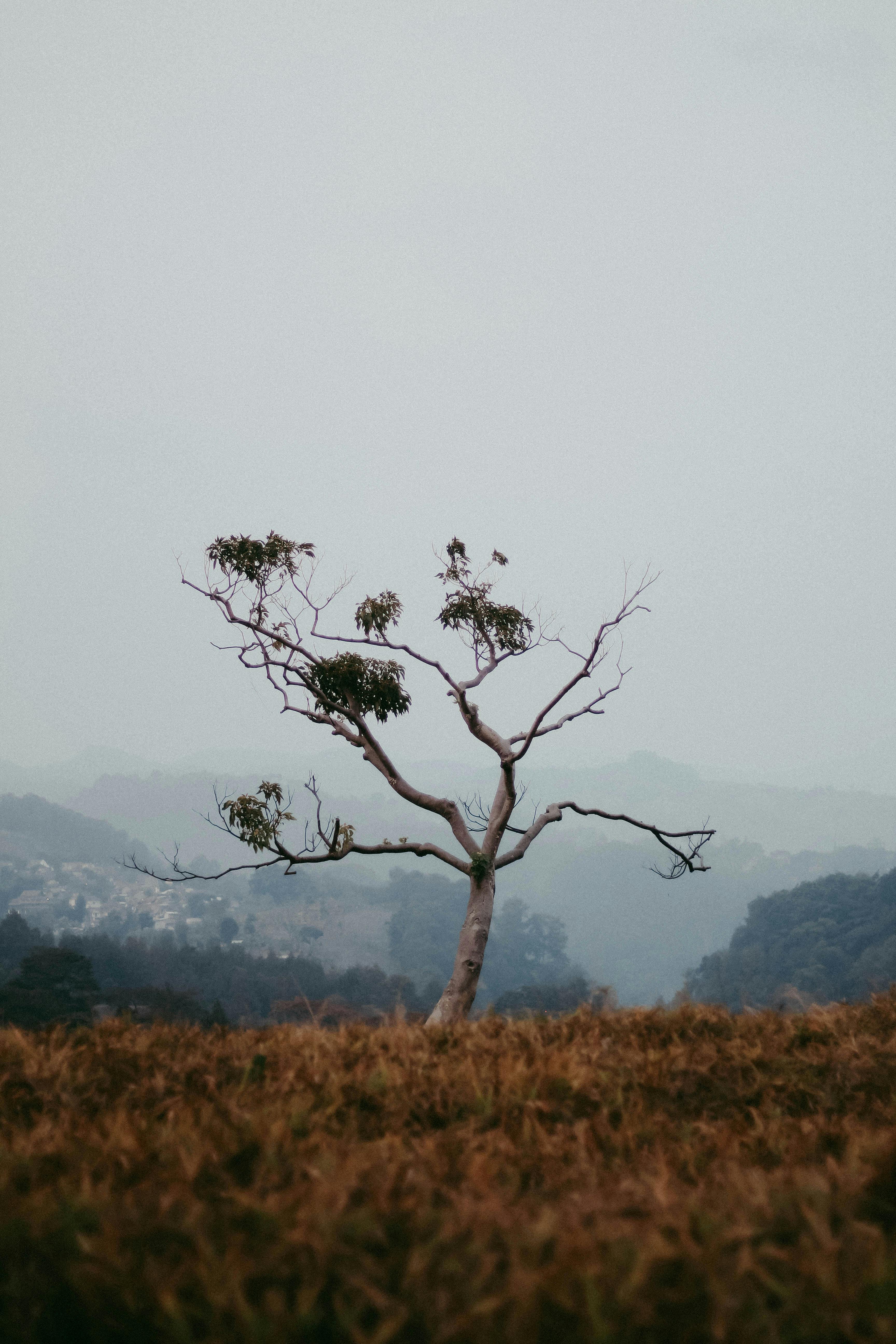 Bare Tree · Free Stock Photo
