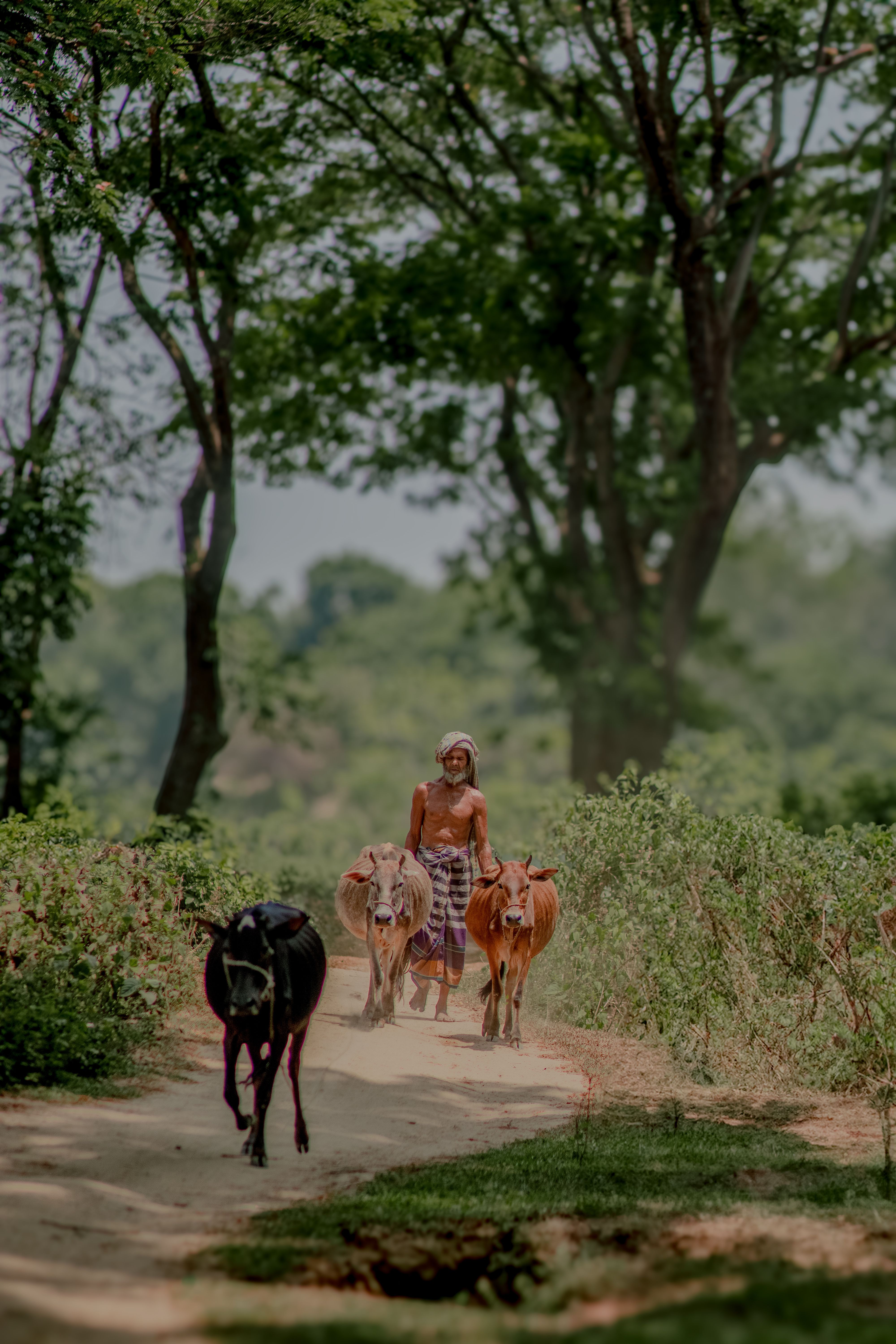 Rustic Path with Farmer and Cows · Free Stock Photo