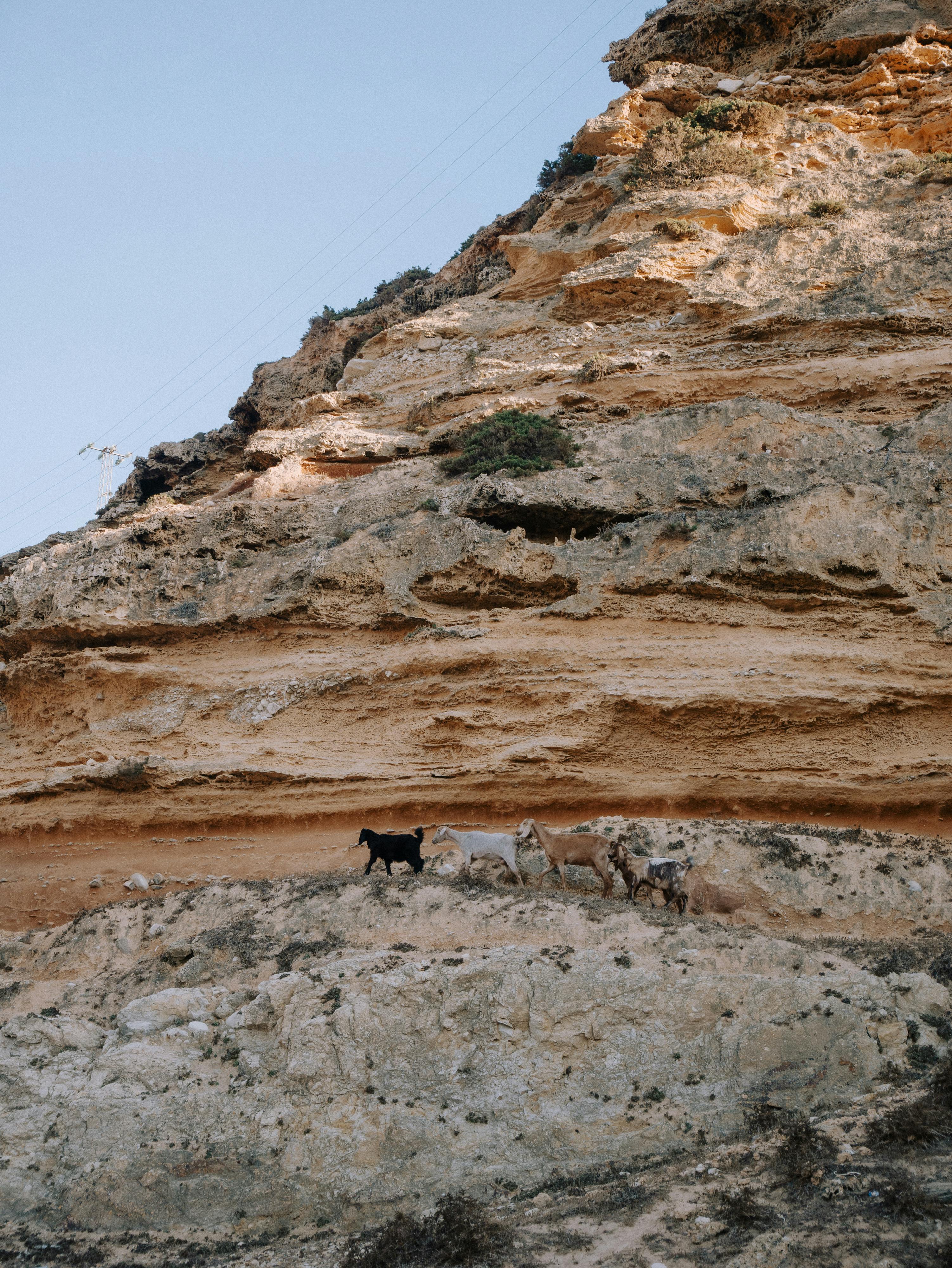 A group of goats are walking on a rocky cliff · Free Stock Photo