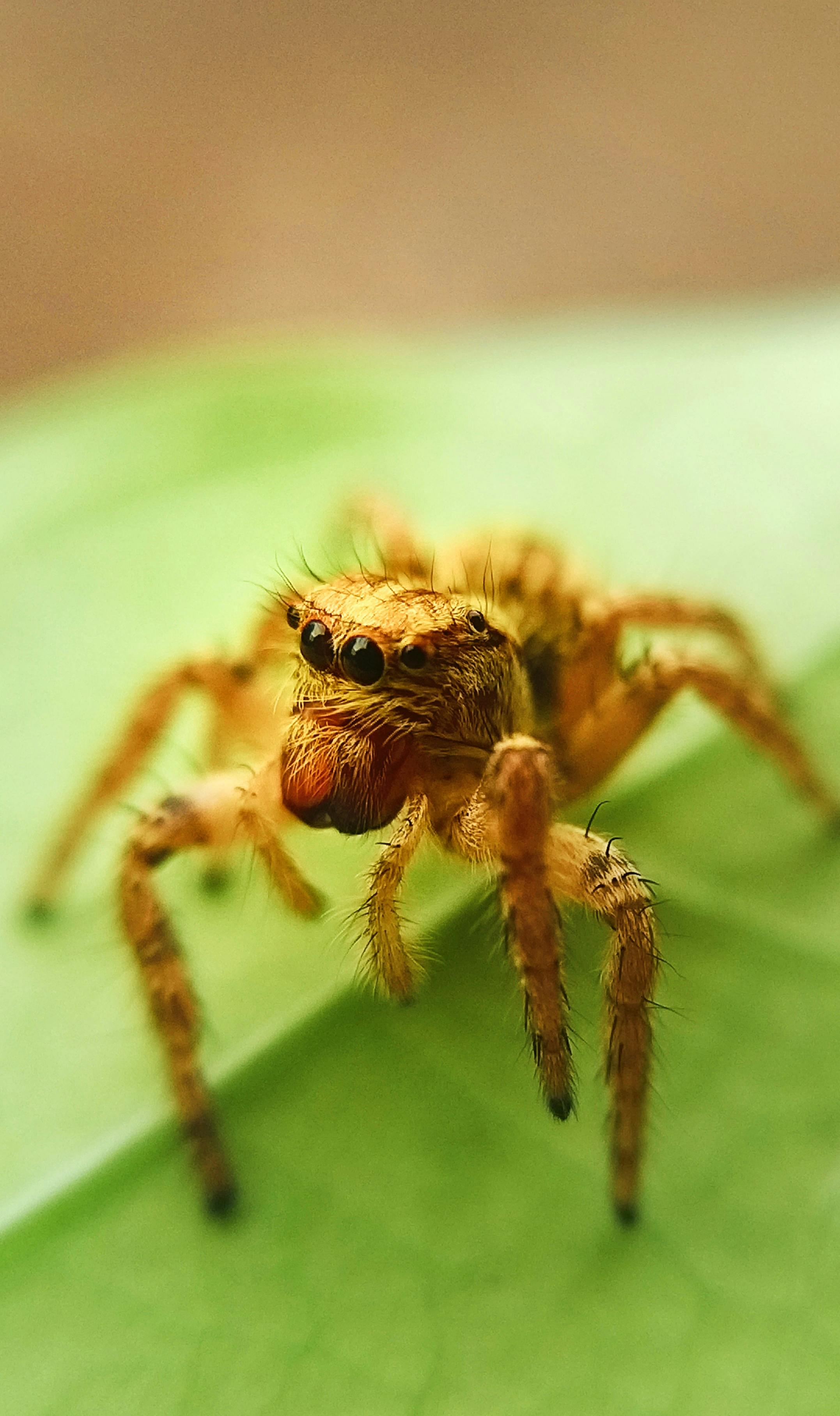 jumping spider · Free Stock Photo