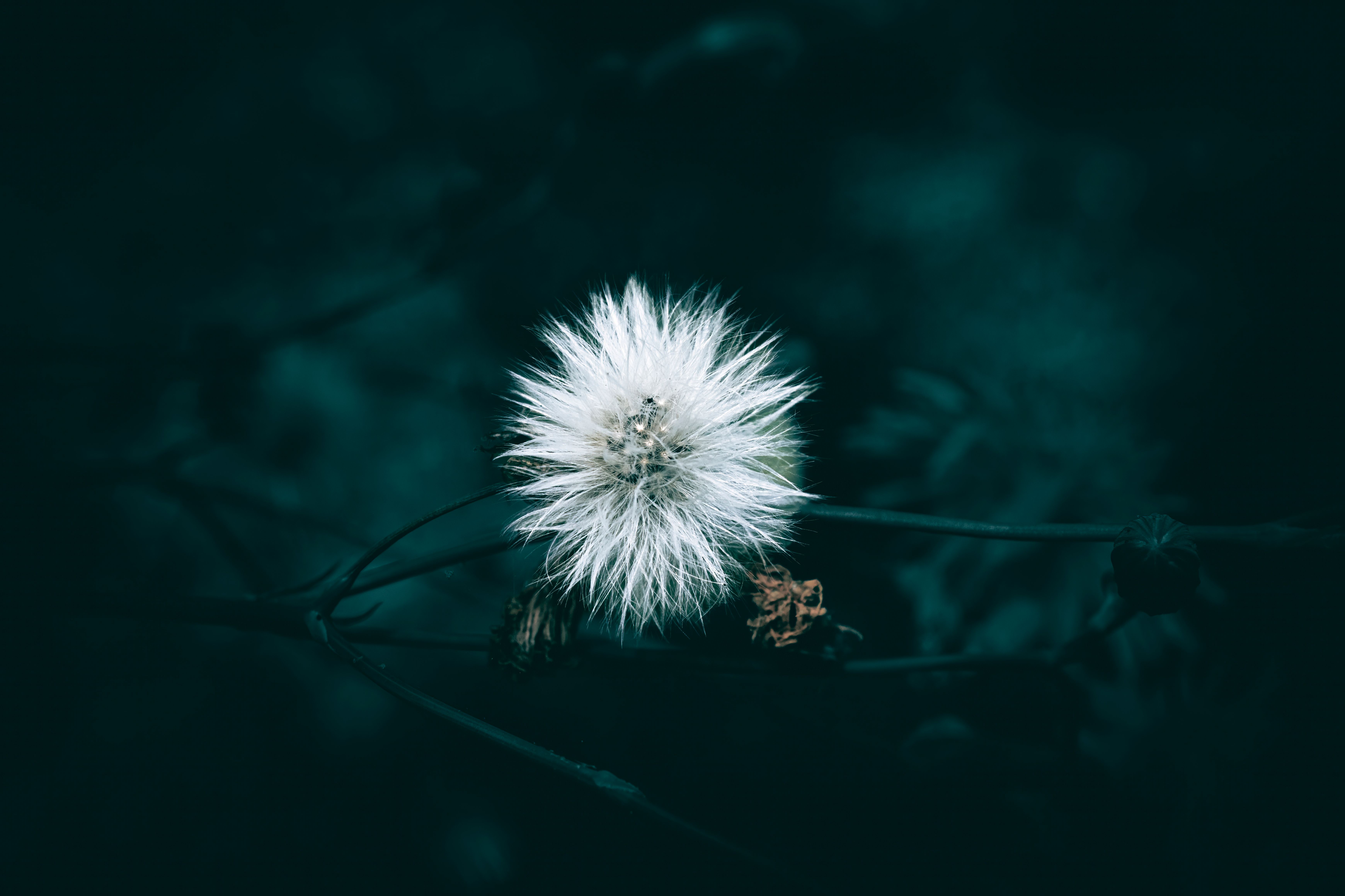 A close up of a white fluffy seed flower on a meadow · Free Stock Photo