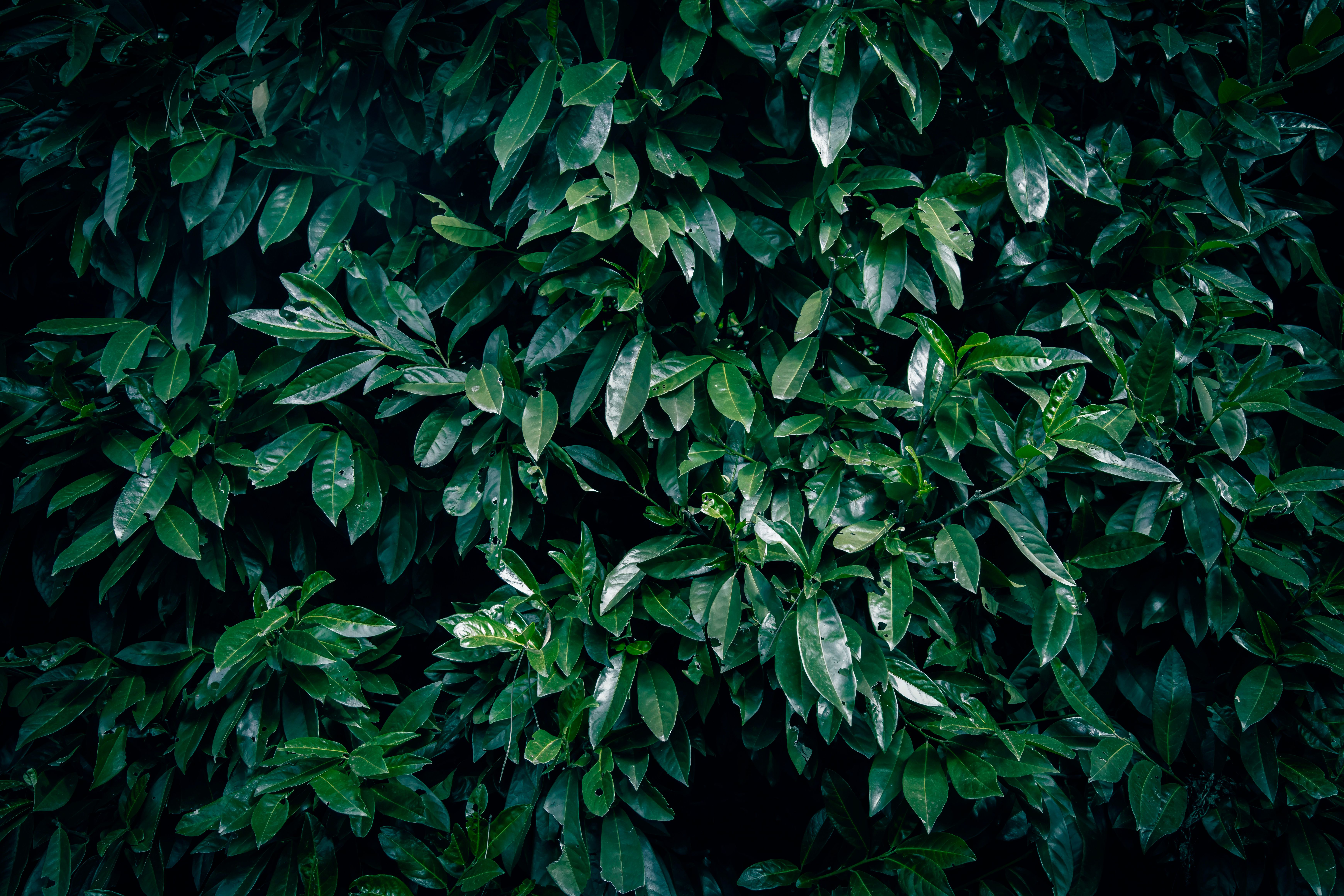 A close up of dark green Cherry Laurel leaves texture pattern · Free ...