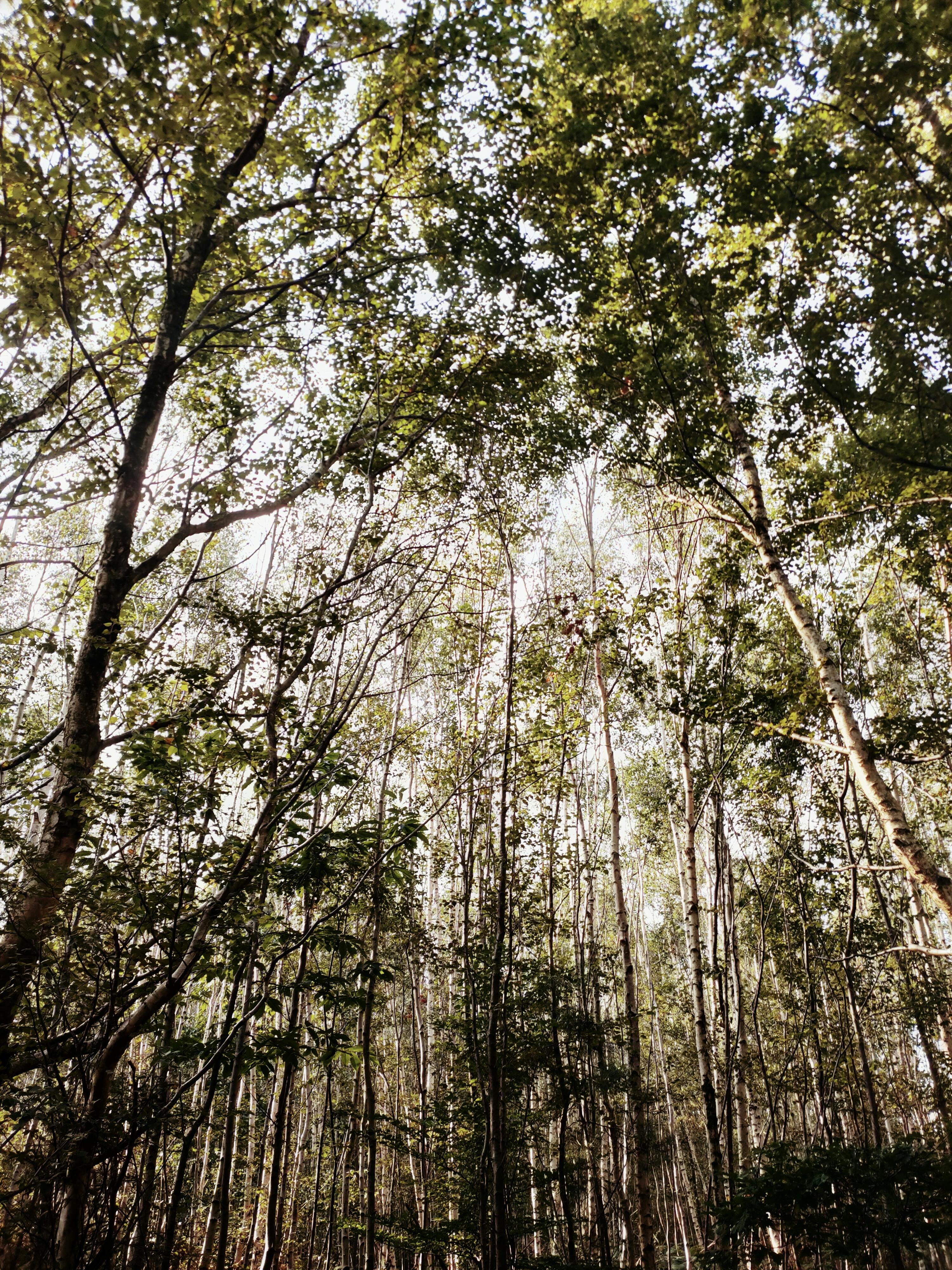 Two Trees during Autumn · Free Stock Photo