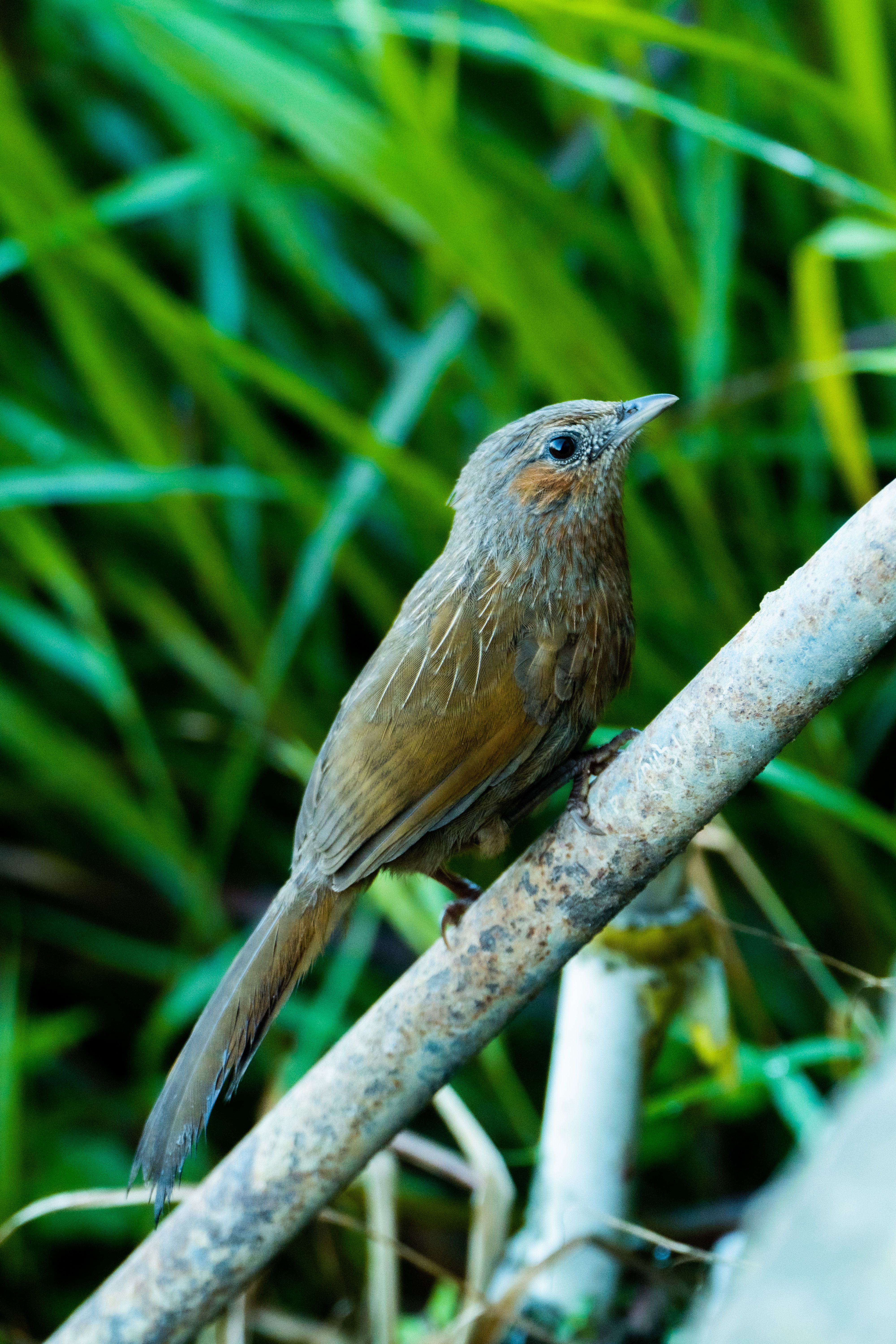 Himalayan Bird · Free Stock Photo