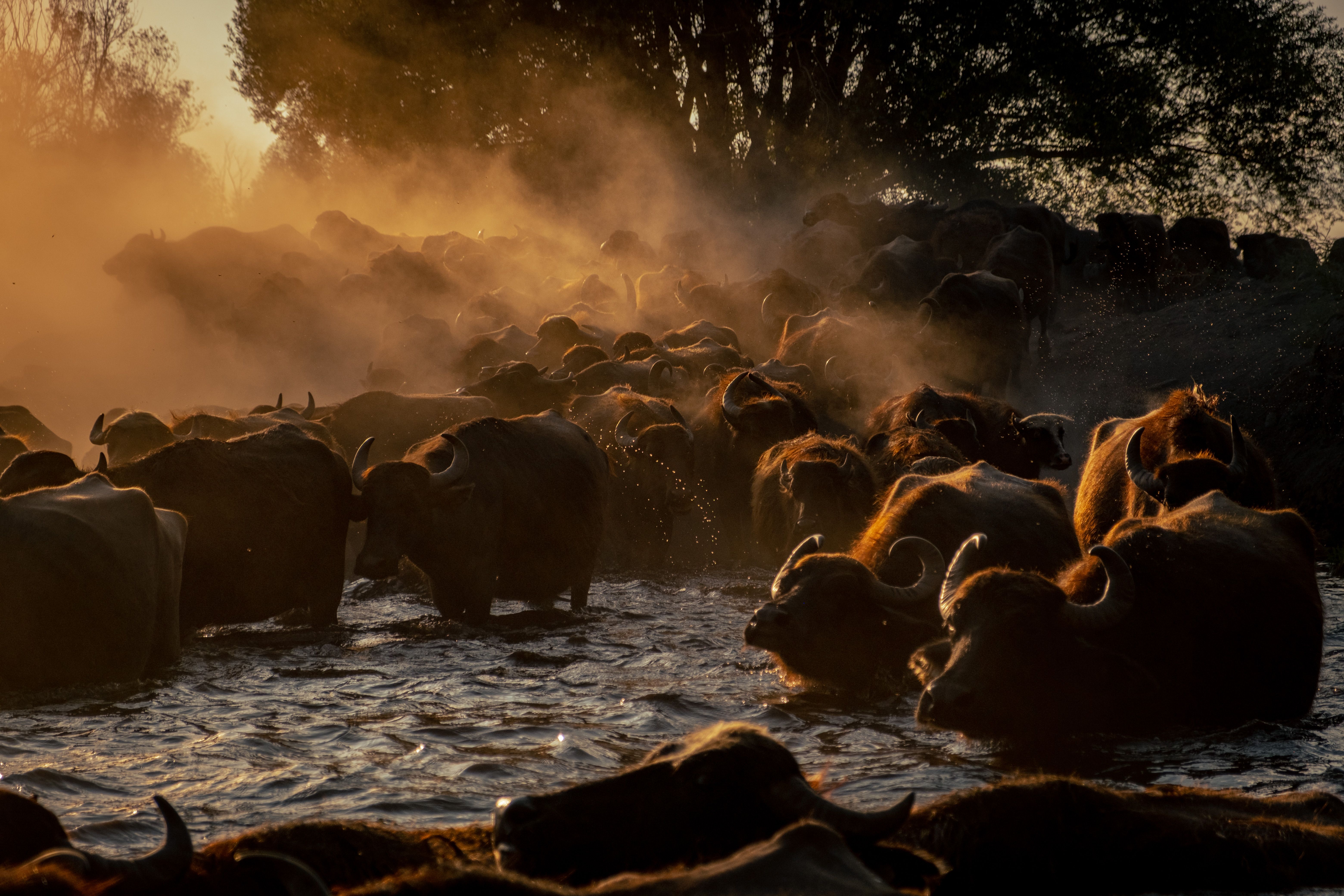 A herd of buffalo is walking through a river · Free Stock Photo